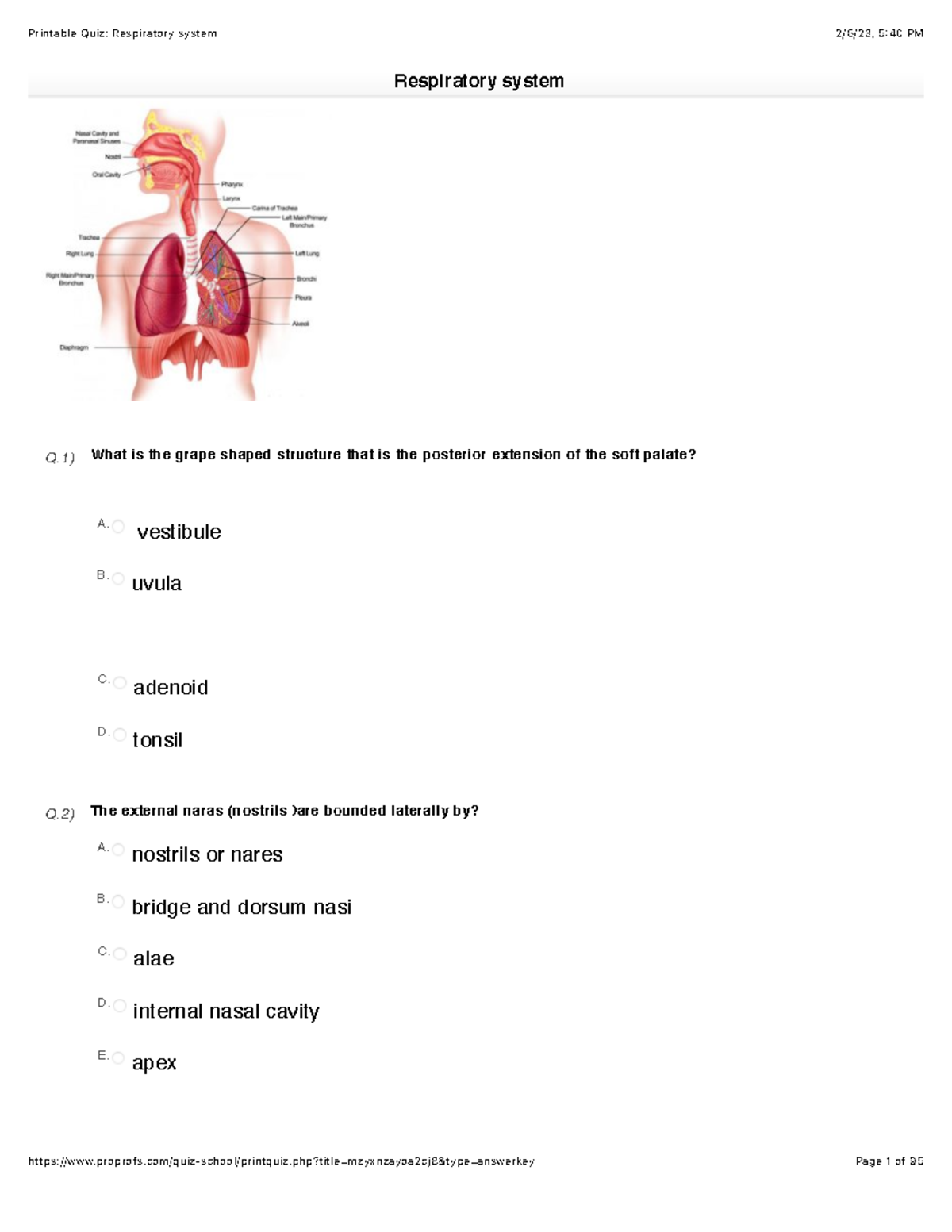 Quiz: Respiratory System - Key Concepts and Questions - Studocu