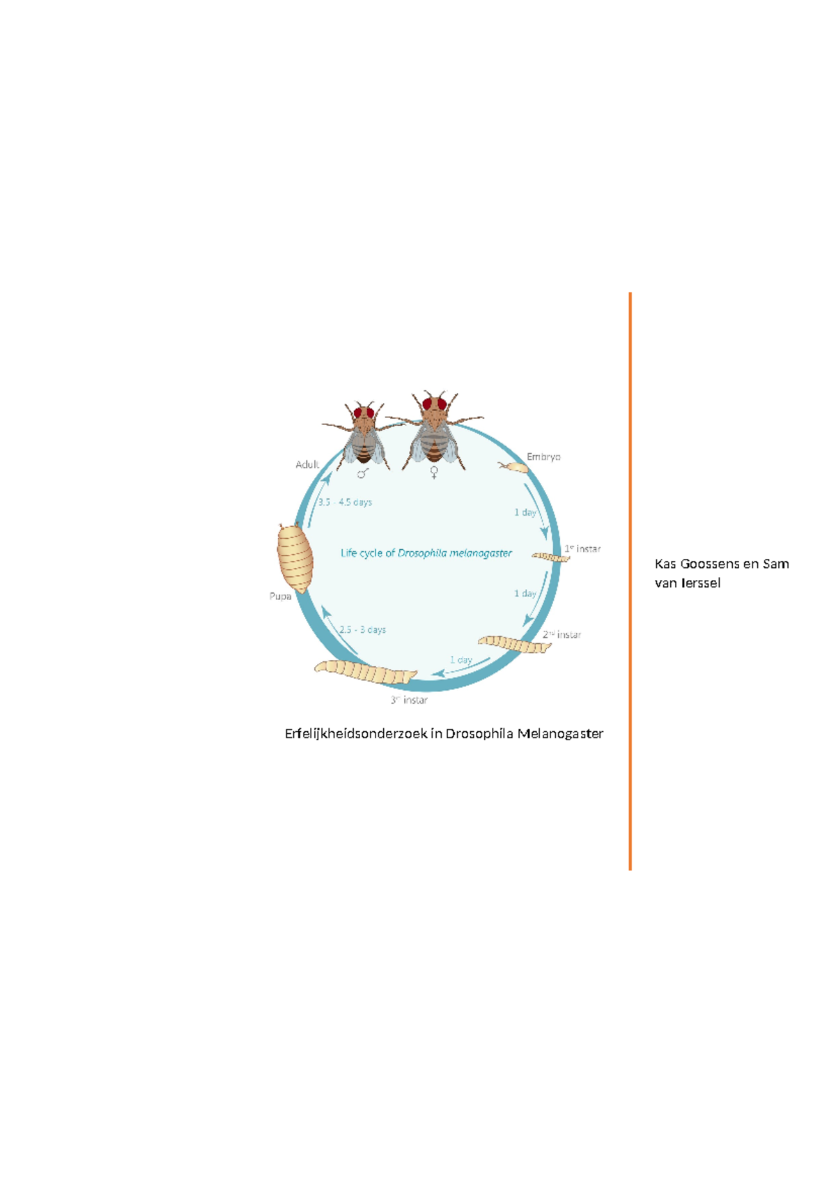 Erfelijkheidsonderzoek in Drosophila melanogaster: Experiment en ...