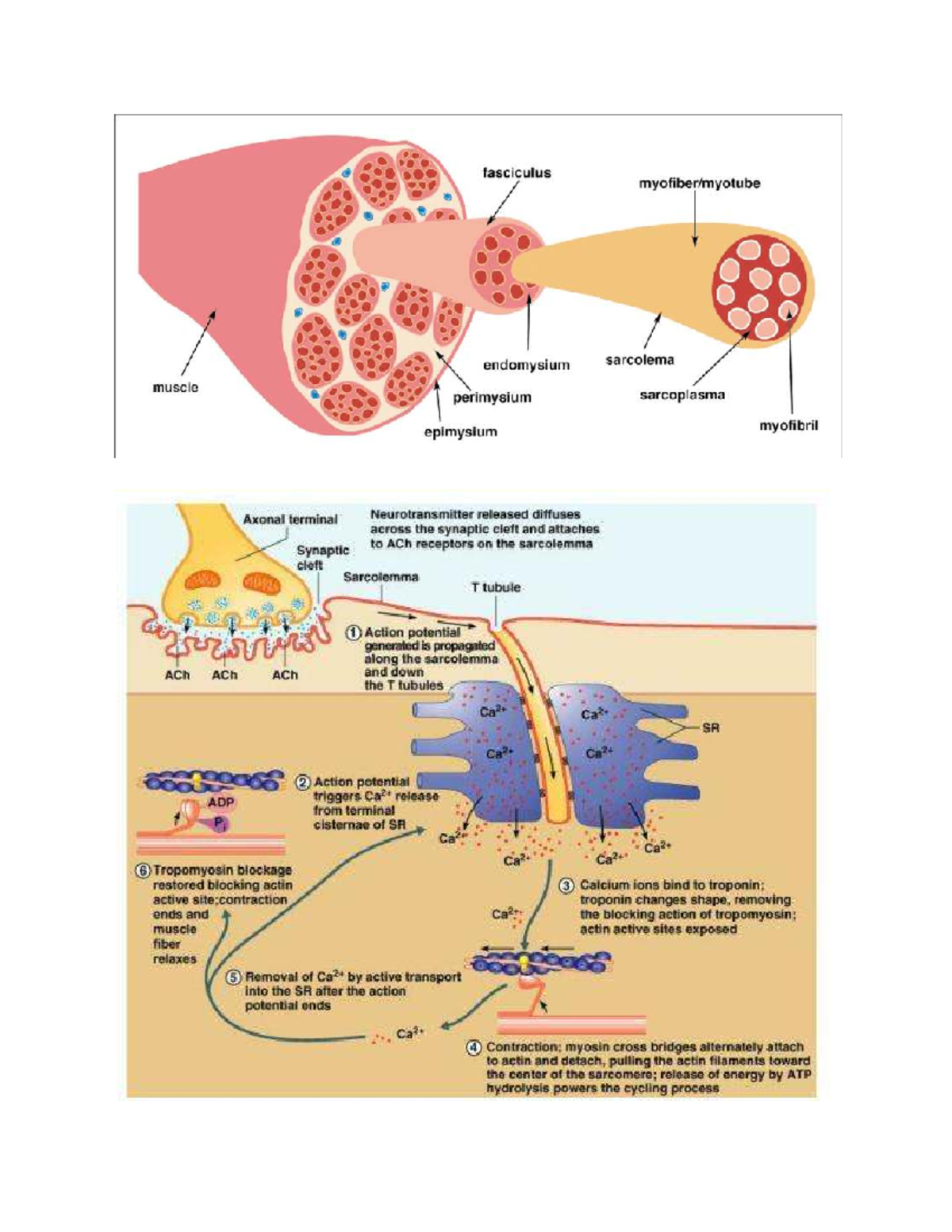 Muscle Contraction Mechanism: A Study on Sarcomere Dynamics - Studocu
