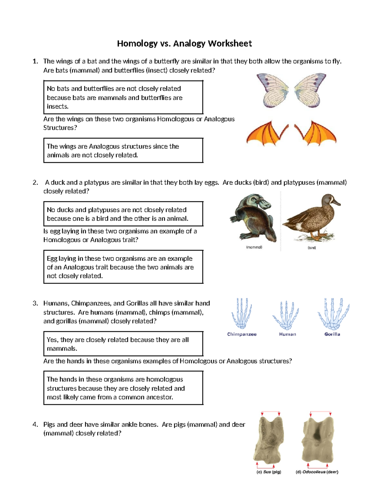Homology vs. Analogy - Homology vs. Analogy Worksheet The wings of a ...