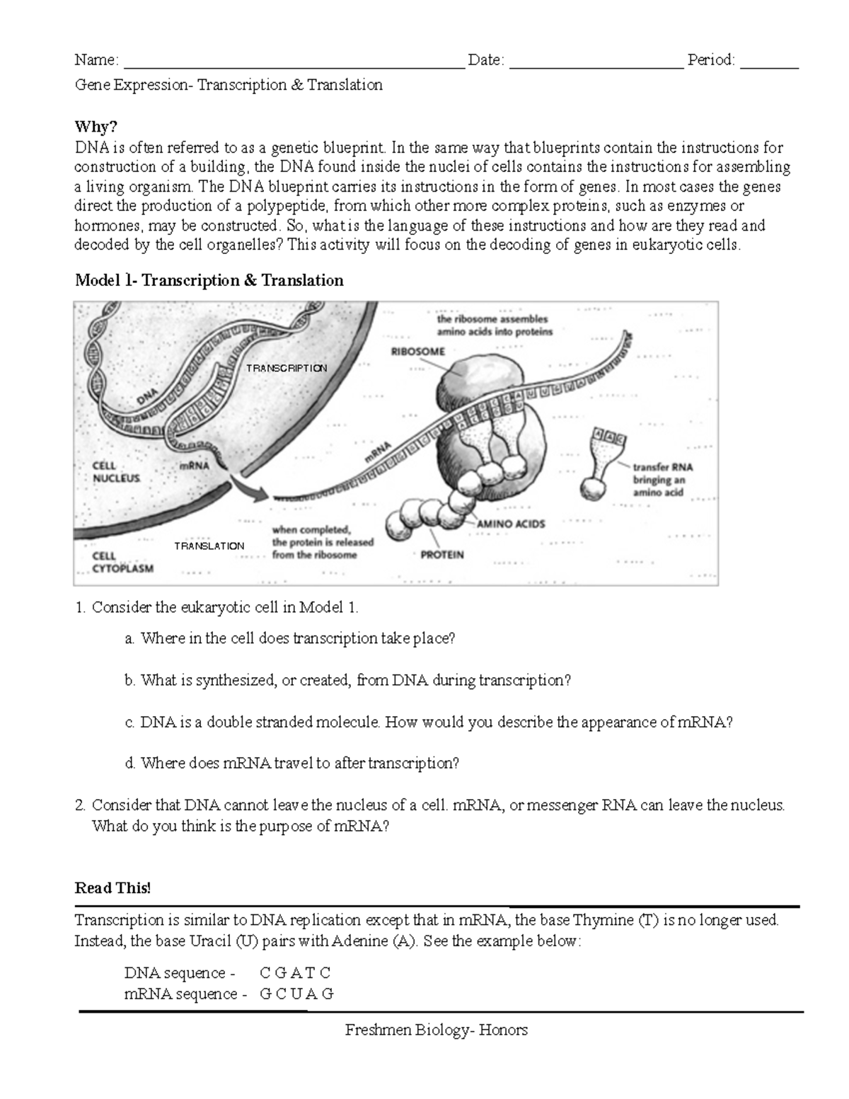 Transcription & Translation POGIL - Honors Biology Overview - Studocu