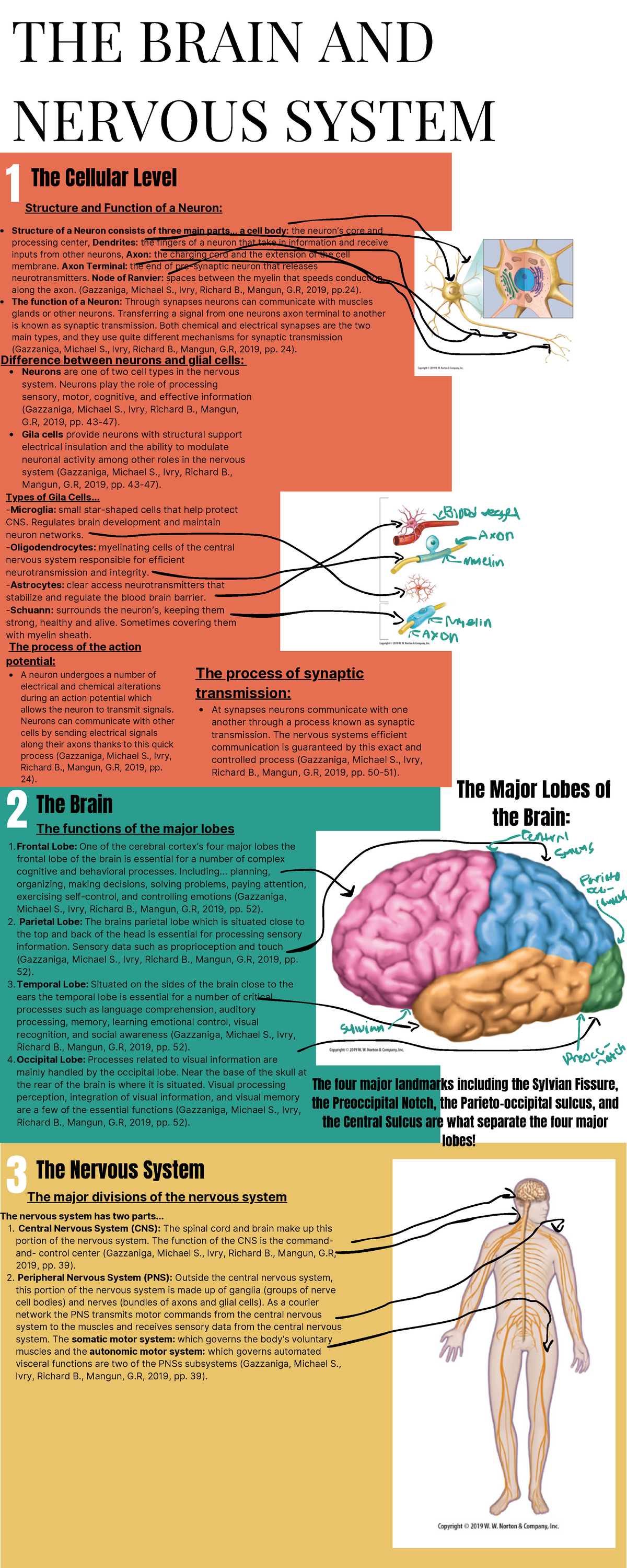 PSY-402 Infographic Assignment: Understanding Neurons & Brain Lobes ...