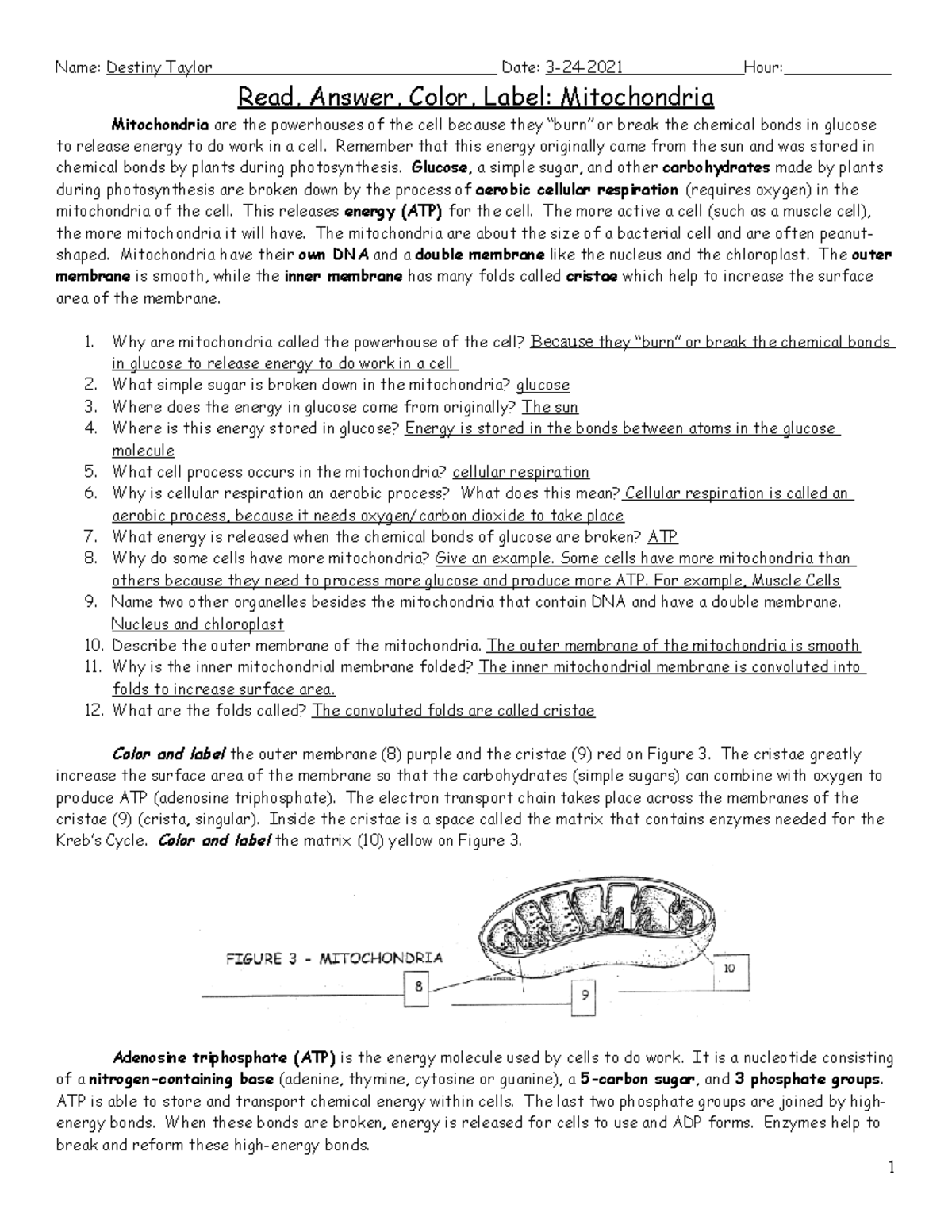 Cellular Respiration Worksheet - Understanding Mitochondria and ATP ...