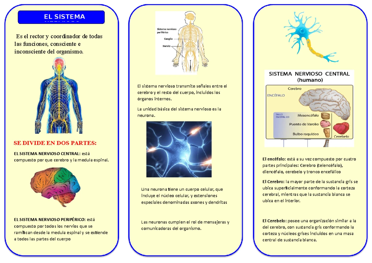 GECA - la geca - GECA La gastroenteritis es una infección o inflamación del revestimiento ...