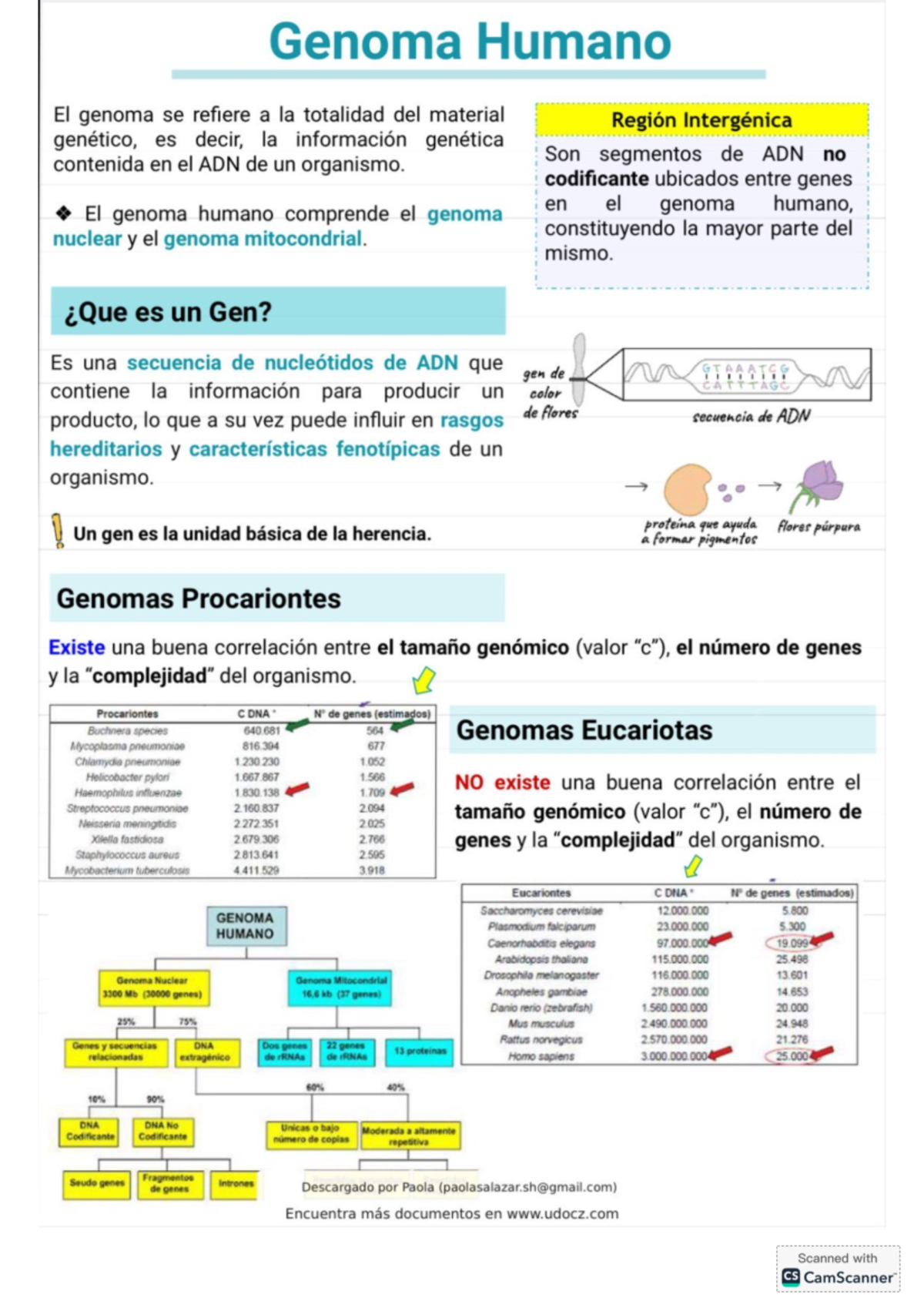 Genoma - Son segmentos de ADN no codificante ubicados entre genes El ...