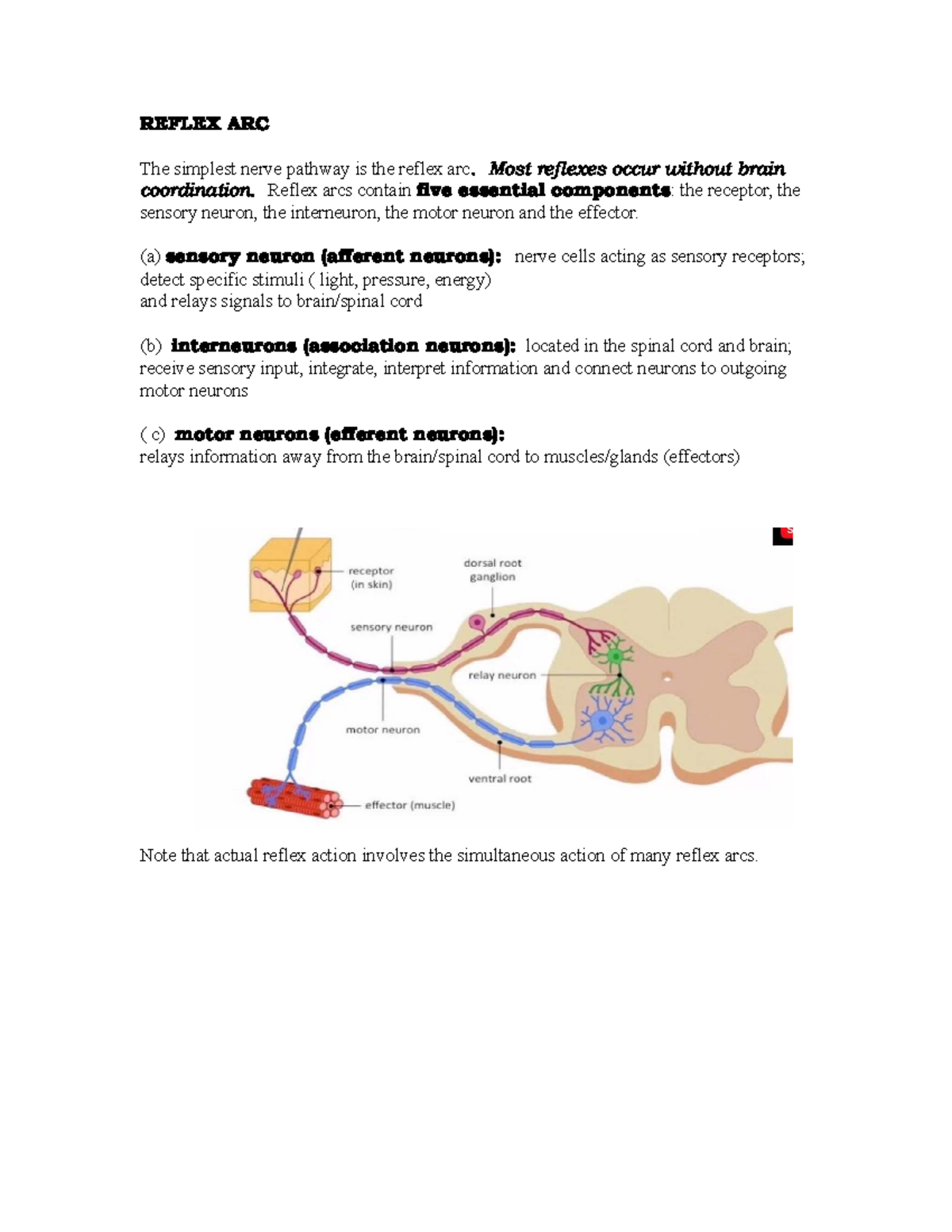 REFLEX ARC Overview: Components & Functionality - Studocu