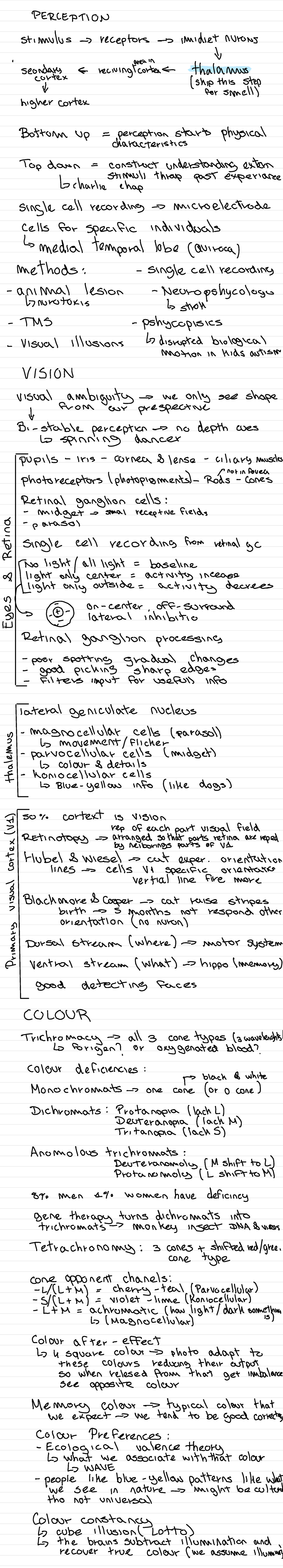 Cognitive Revision (Y2) - Perception and Visual Processing Insights - Studocu