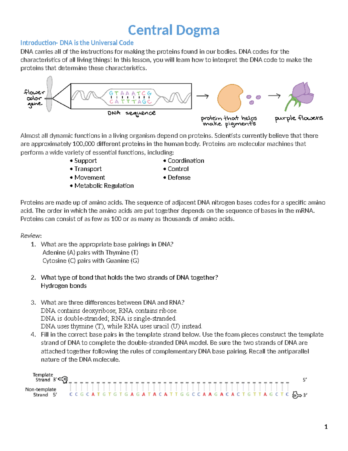 Central Dogma & Mutations Worksheet - Biology 101 Notes - Studocu