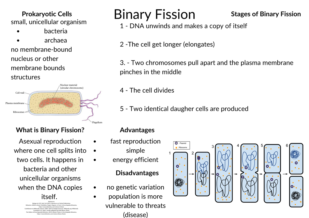 Binary Fission & Mitosis: Key Concepts and Stages in Biology - Studocu