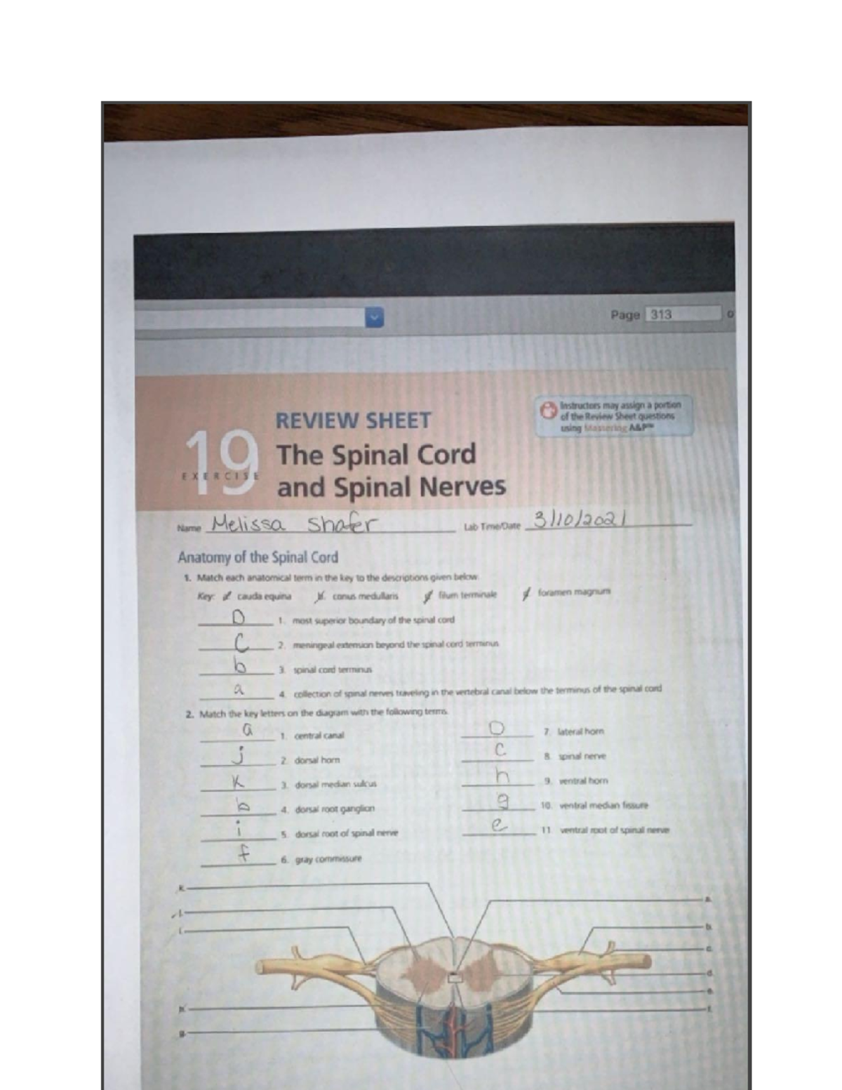 Anatomy Review Sheet for Chapter 19: The Spinal Cord and Nerves - Studocu