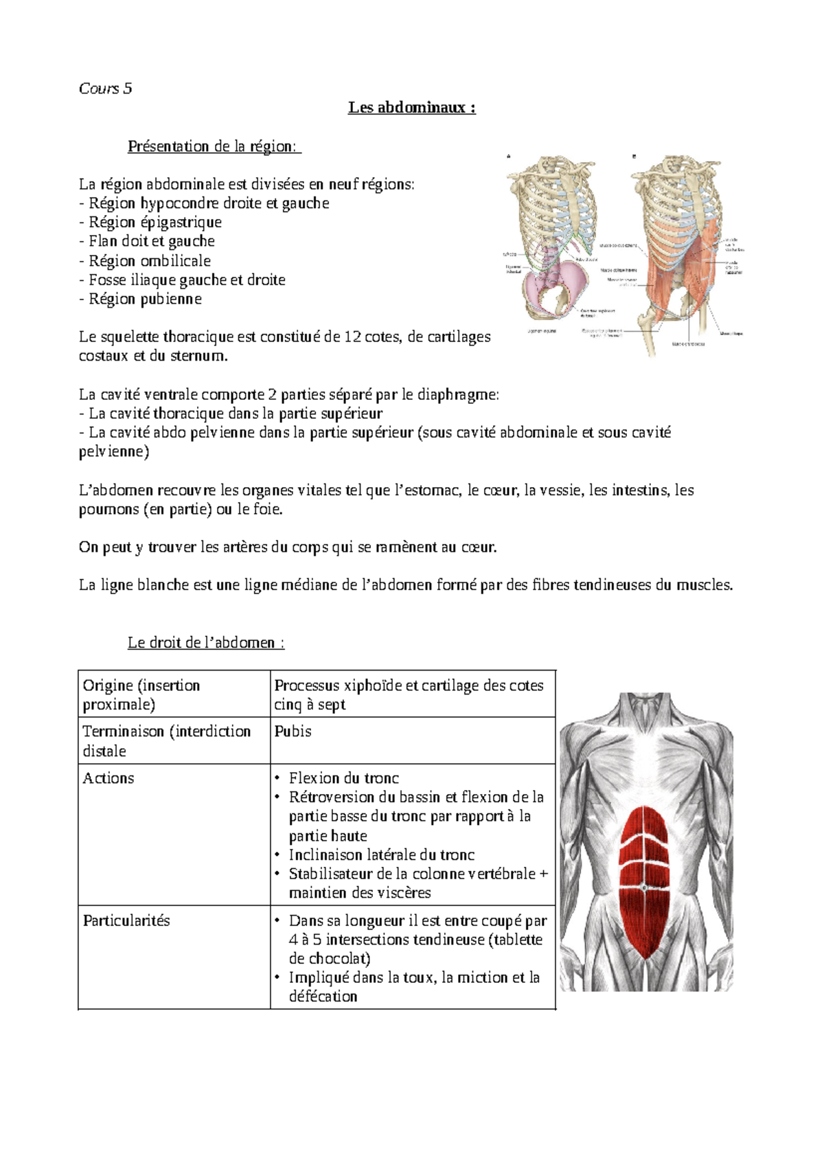 LES Abdominaux - Cours 5: Anatomie et Fonction des Muscles Abdominaux ...