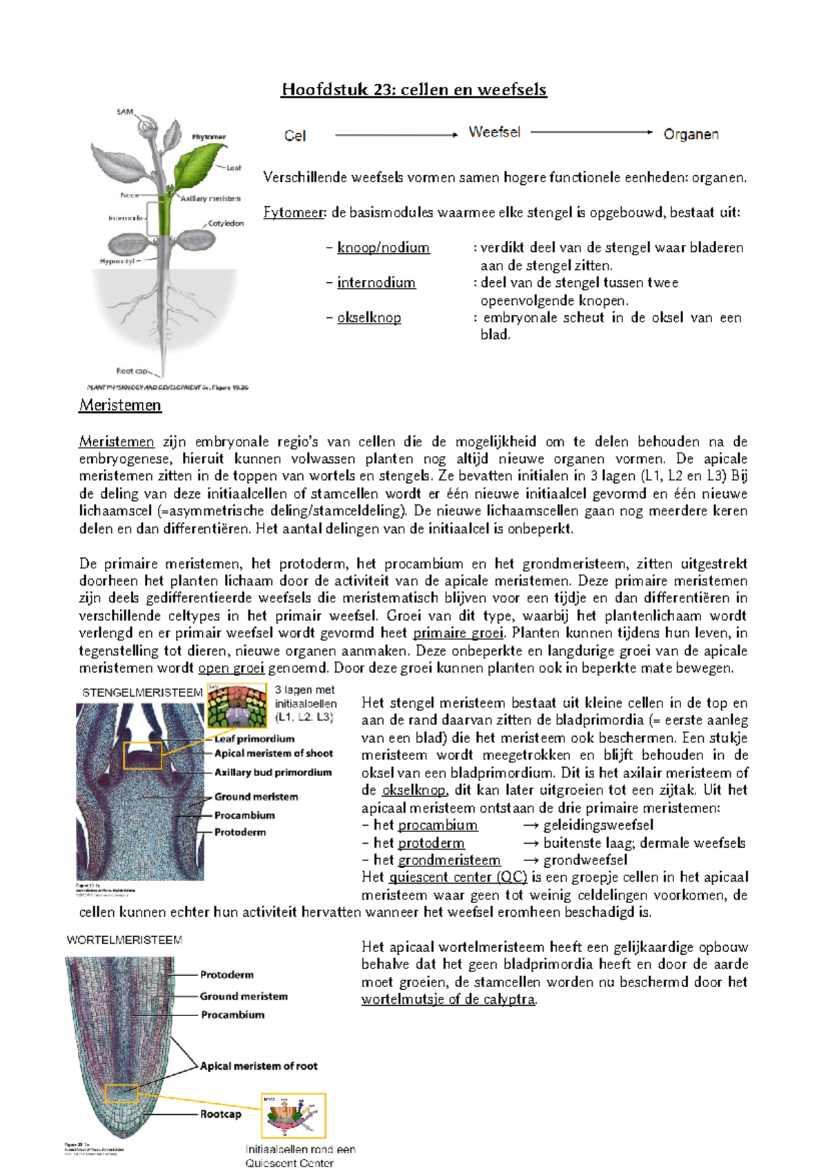 Hoofdstuk 23 Cellen en weefsels - Hoofdstuk 23: cellen en weefsels Verschillende weefsels vormen ...