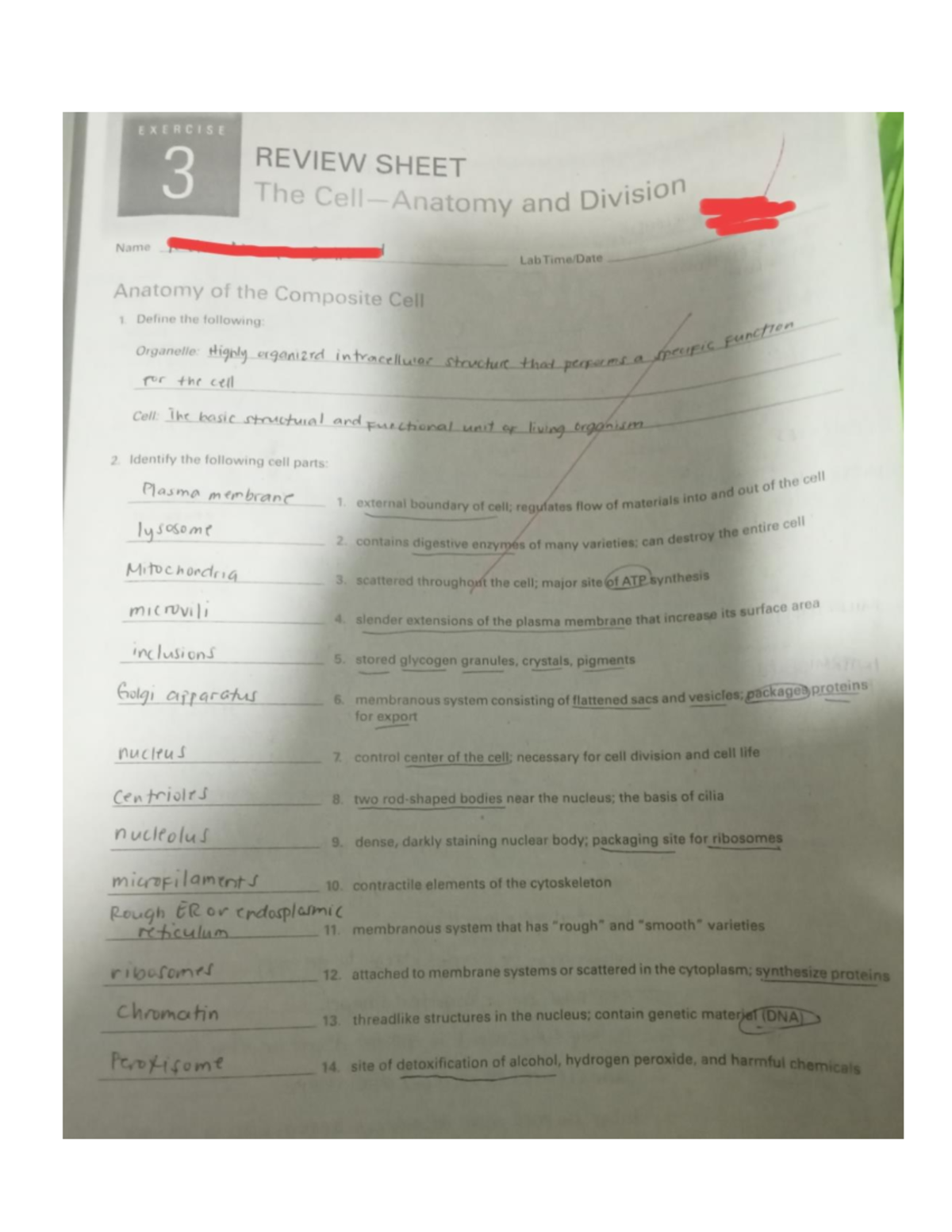 Exercise 3 Review Sheet: Anatomy of the Cell & Division - Studocu