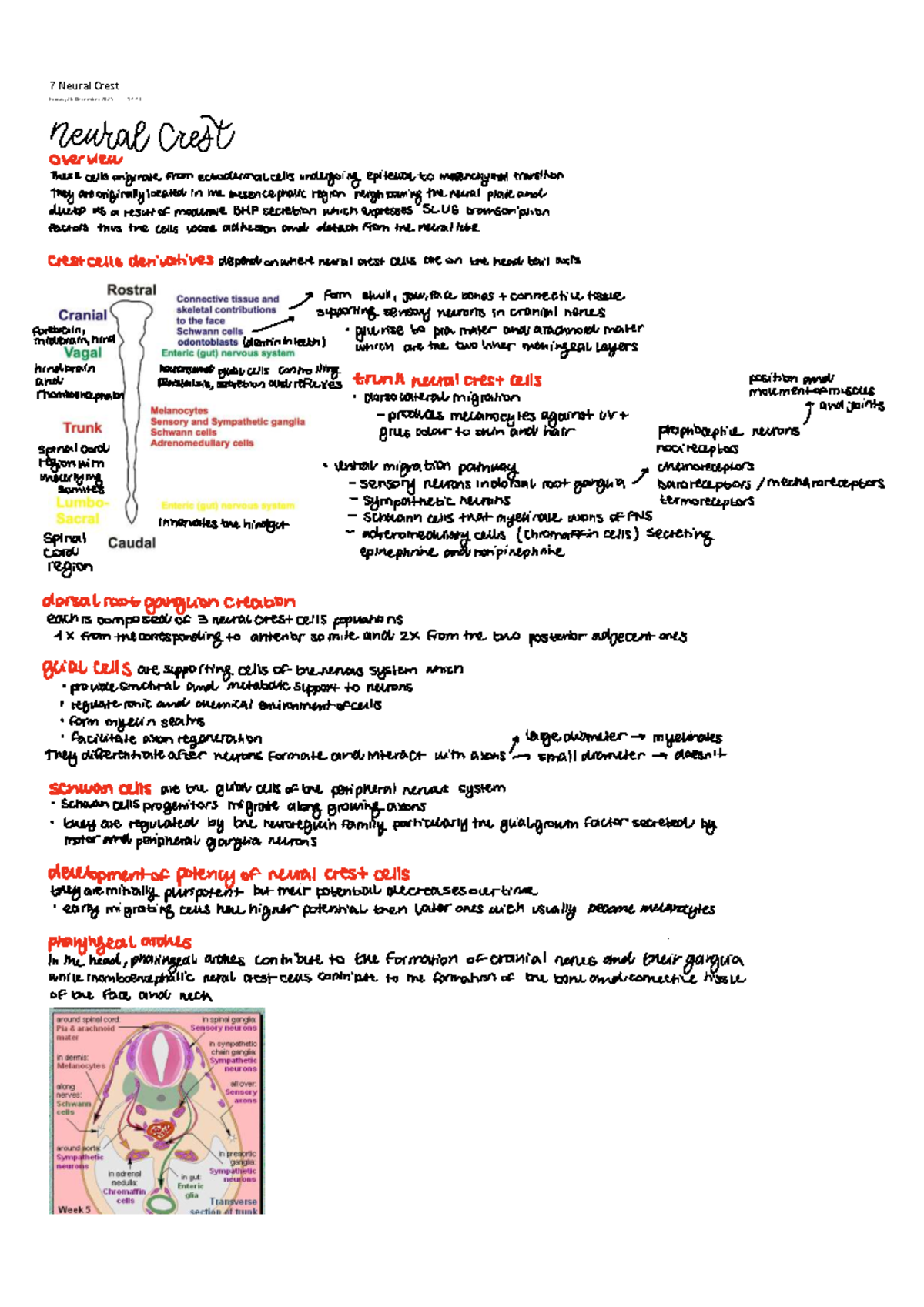 7 Neural Crest Overview: Development and Functions in Embryology - Studocu