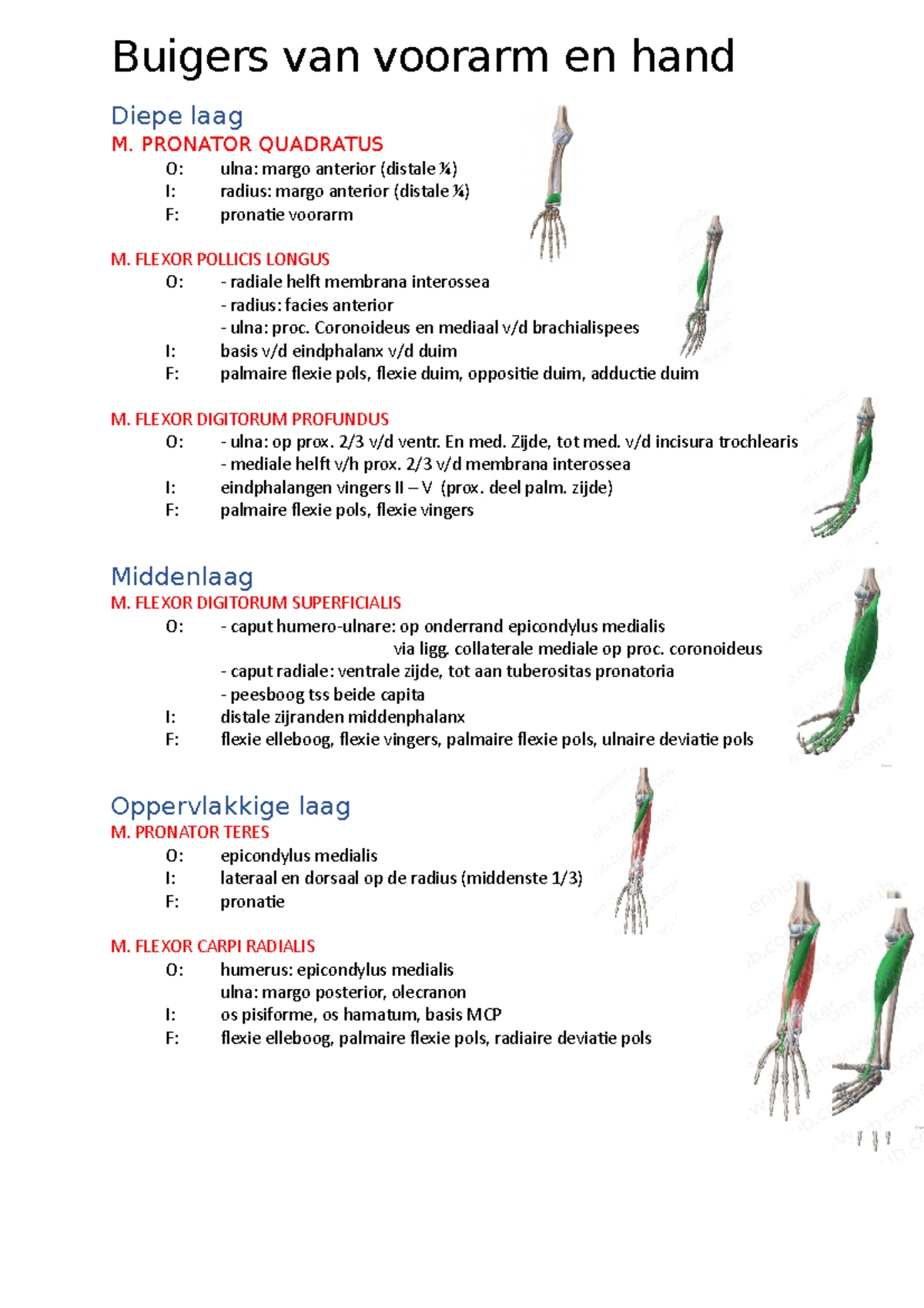Zelfstudie Arm Anatomie en Structuur - College Notities - Studocu