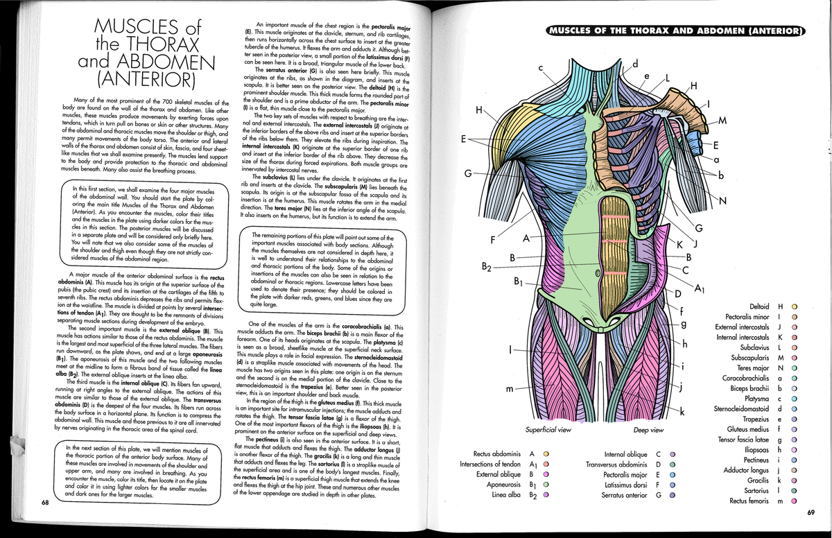 MUSCLES OF THE THORAX AND ABDOMEN (ANTERIOR) (E) Overview - Studocu