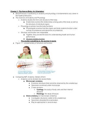 EXAM 1 Study Guide - BIOL 2401 Anatomy and Physiology I Learning ...