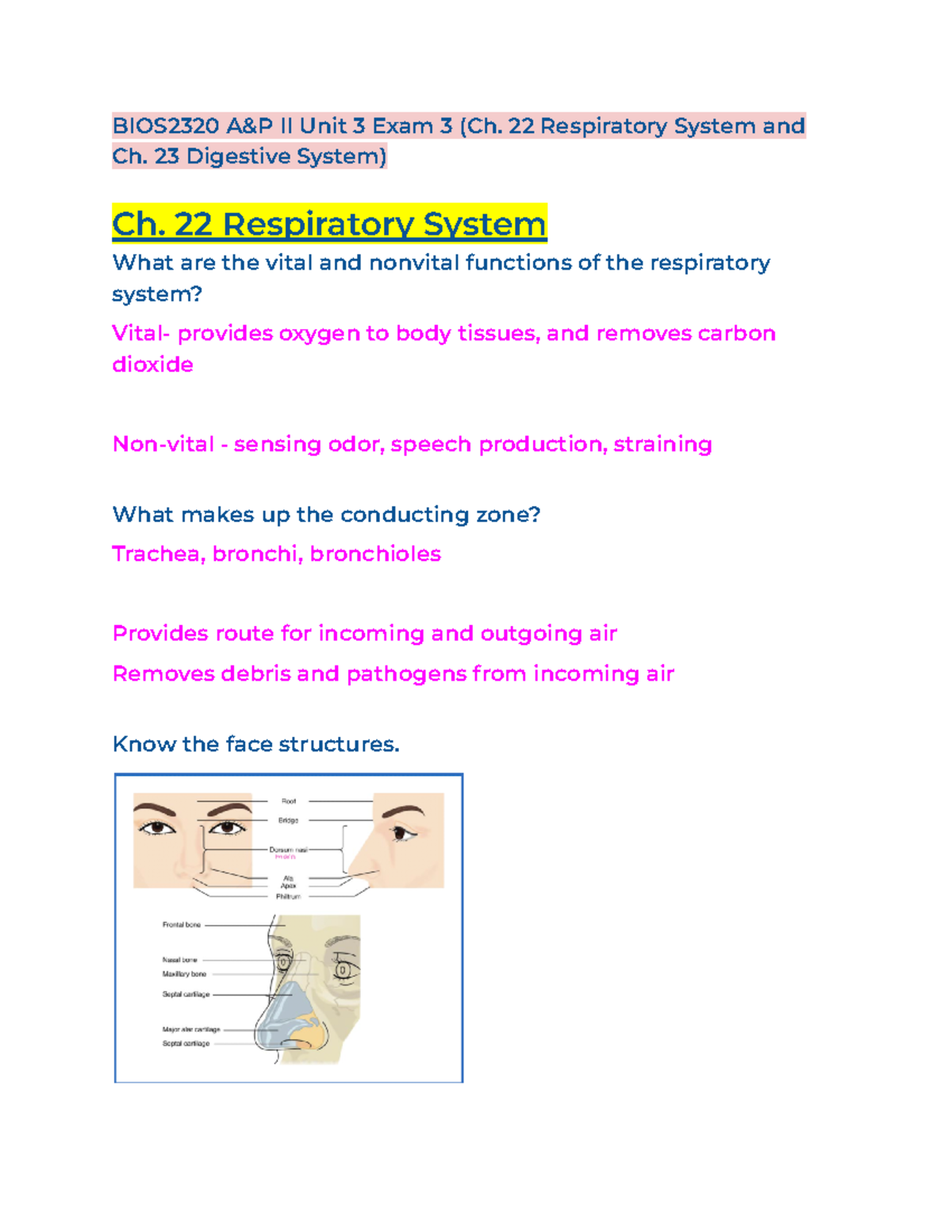 BIOS2320 A&P II Unit 3 Exam 3: Respiratory & Digestive Systems Overview ...