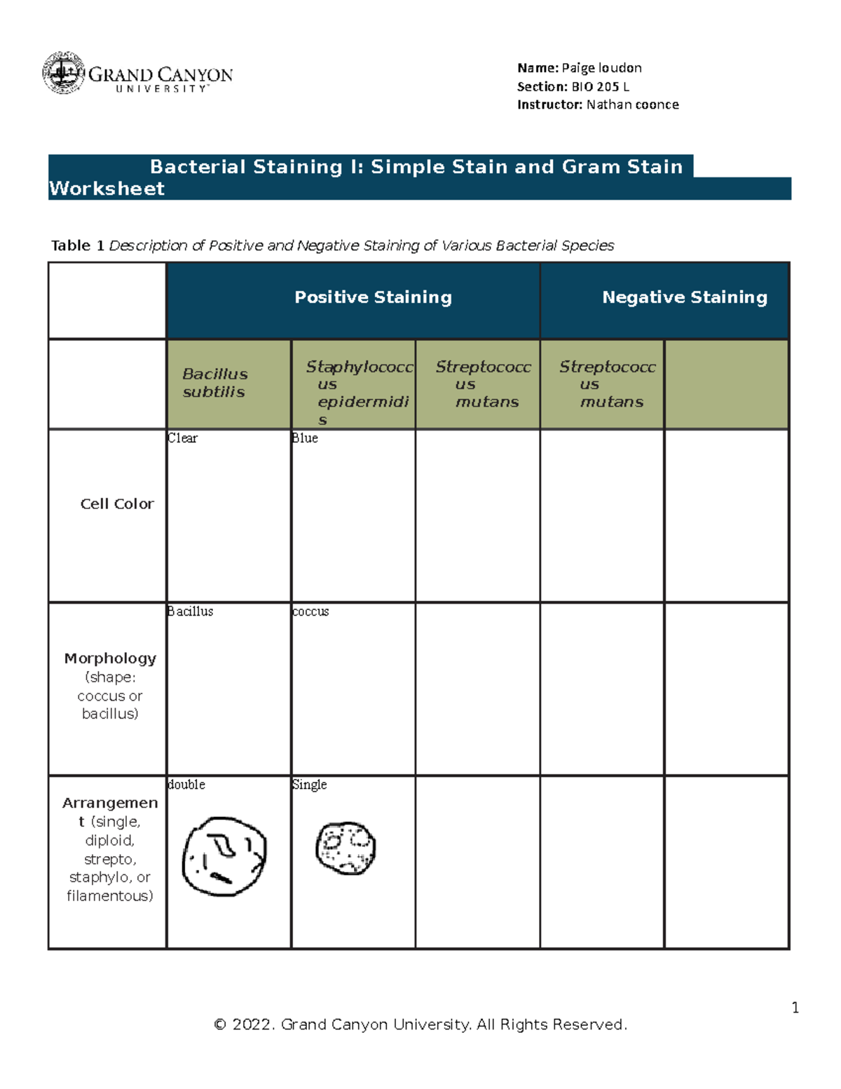 Bacterial staining - Section: BIO 205 L Instructor: Nathan coonce ...