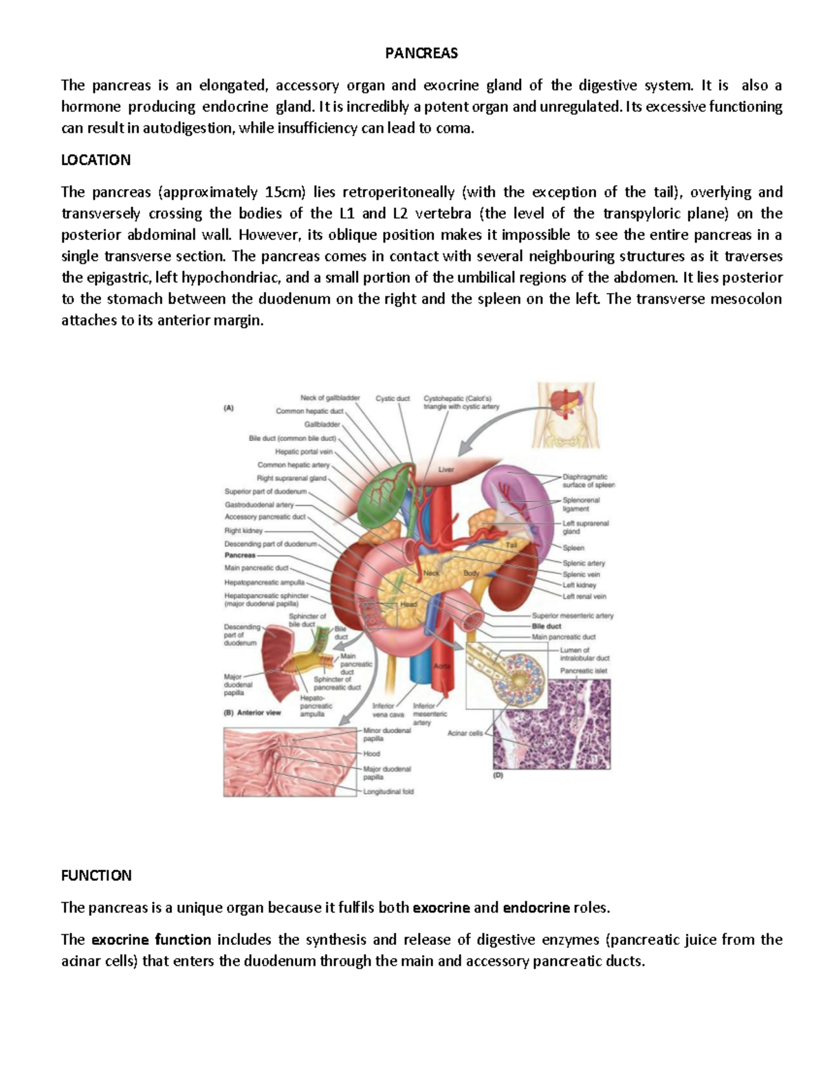 Pancreas - ANATOMY - PANCREAS The pancreas is an elongated, accessory ...