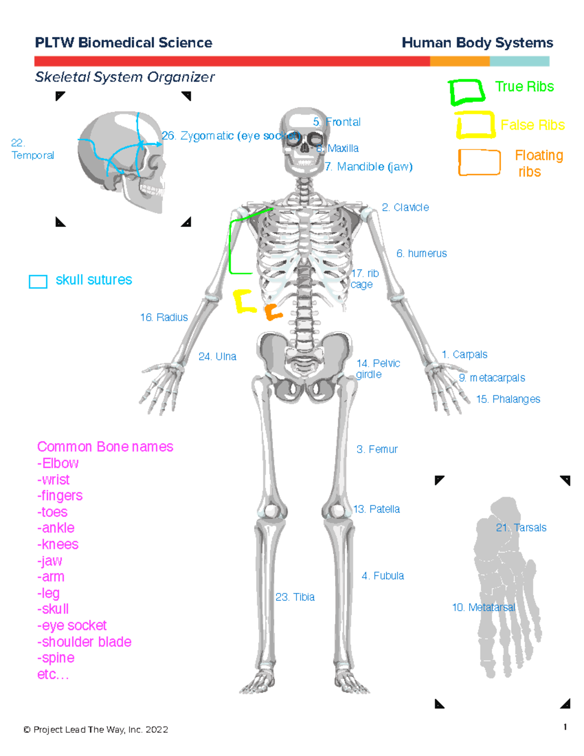 HBS 2022 Skeletal System Class Notes and Organizer - Studocu