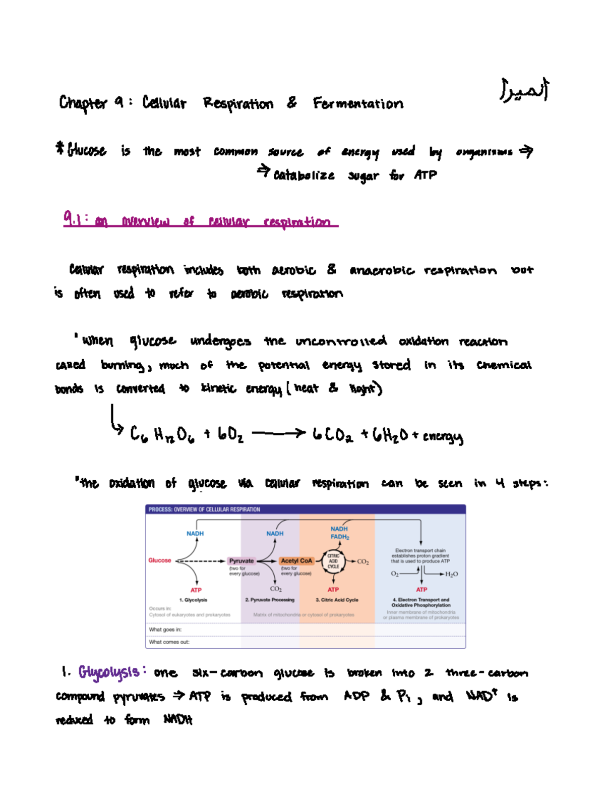 Chapter 9: Cellular Respiration and Fermentation Overview (BIO 602 ...