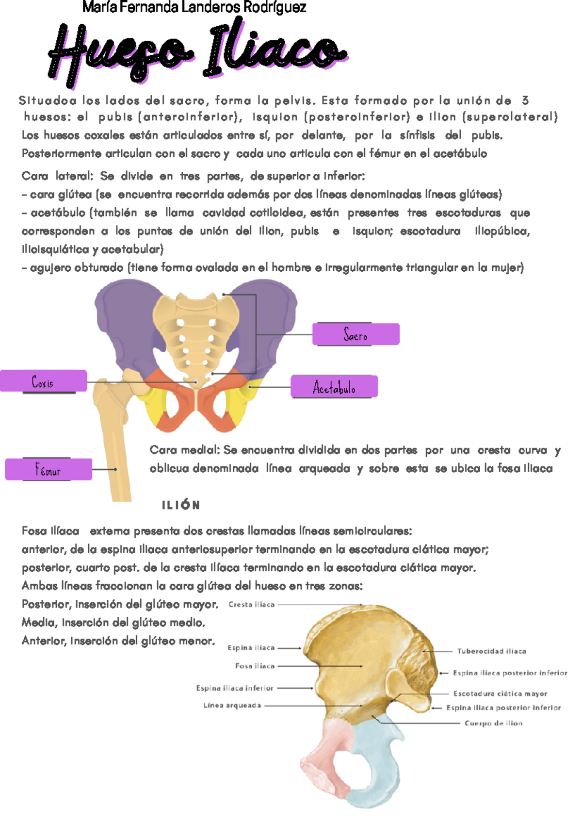Anatomía Del Hueso Ilíaco Pelvis ósea: Ilion, Isquion, Pubis