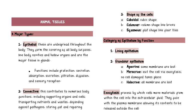 Animal Tissues Overview: Types, Functions, and Classifications - Studocu