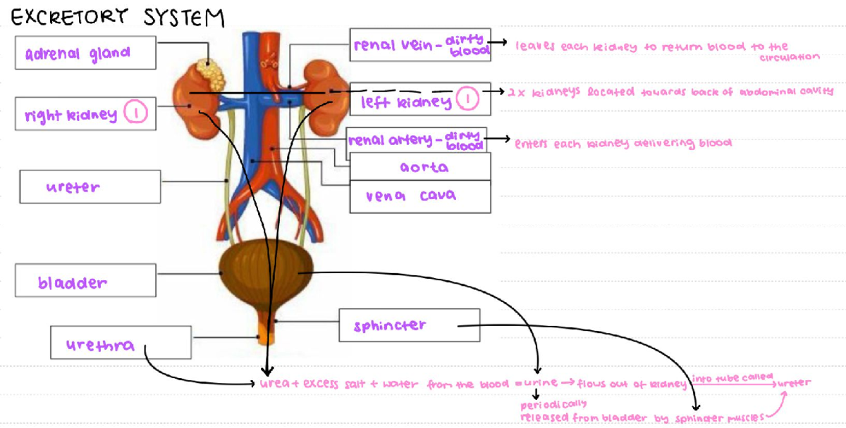 Excretory System Overview: Adrenal Gland & Kidney Functions (BIO) - Studocu