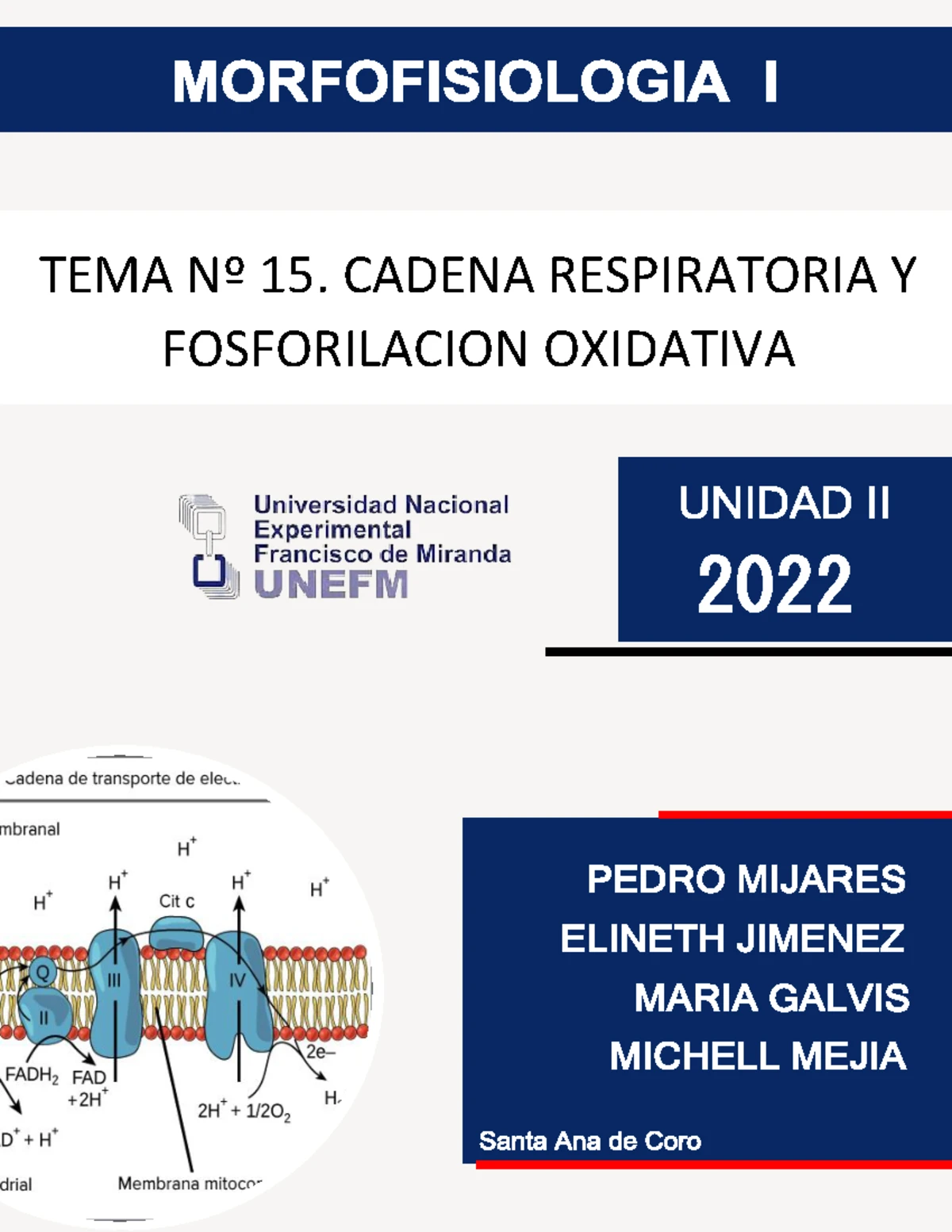Anatomía y Funciones del Radio y Ulna (Cúbito) - Kenhub - Studocu