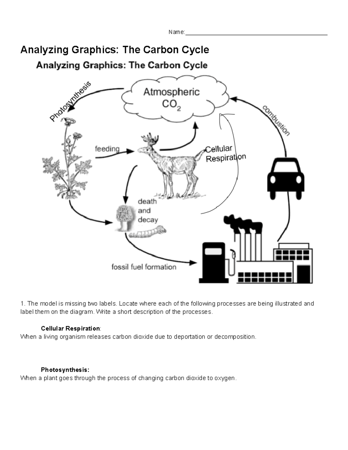 The Carbon Cycle - Name ...