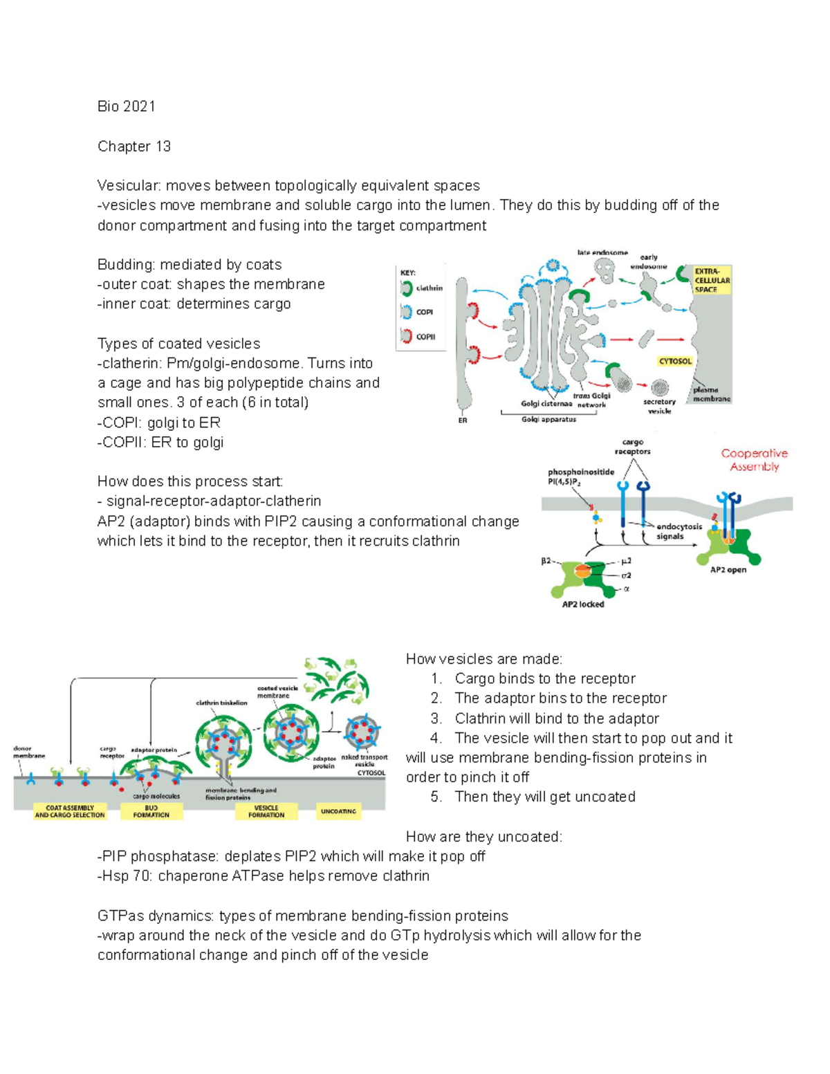 Bio 2021 Chapter 13: Vesicular Transport Mechanisms and Regulation ...