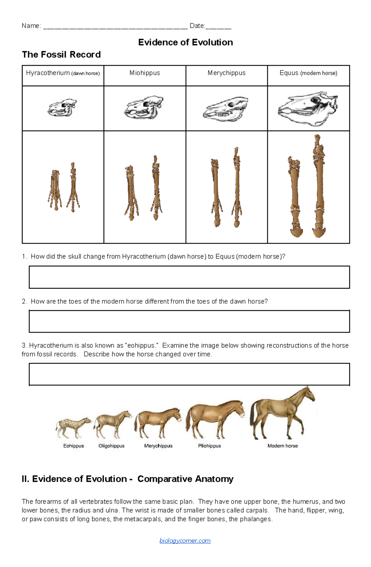 Evidence of Evolution - Lesson on Fossil Record & Comparative Anatomy ...