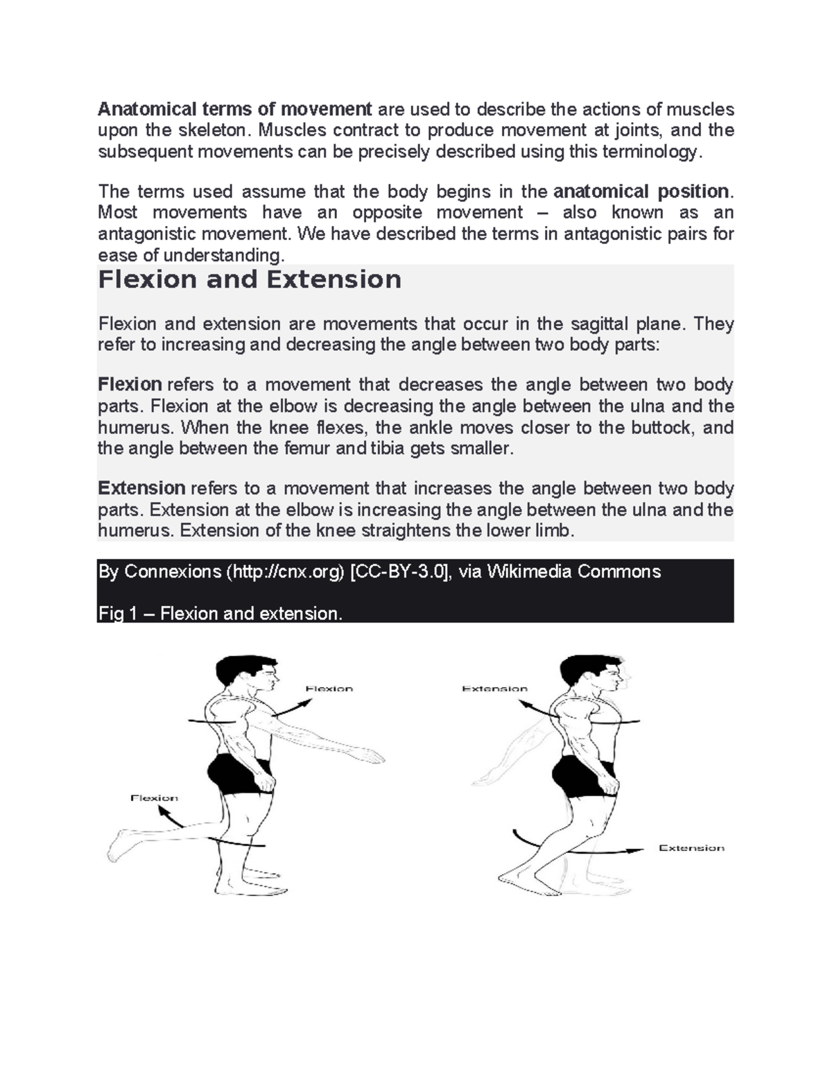 Anatomical terms of movement - Muscles contract to produce movement at ...