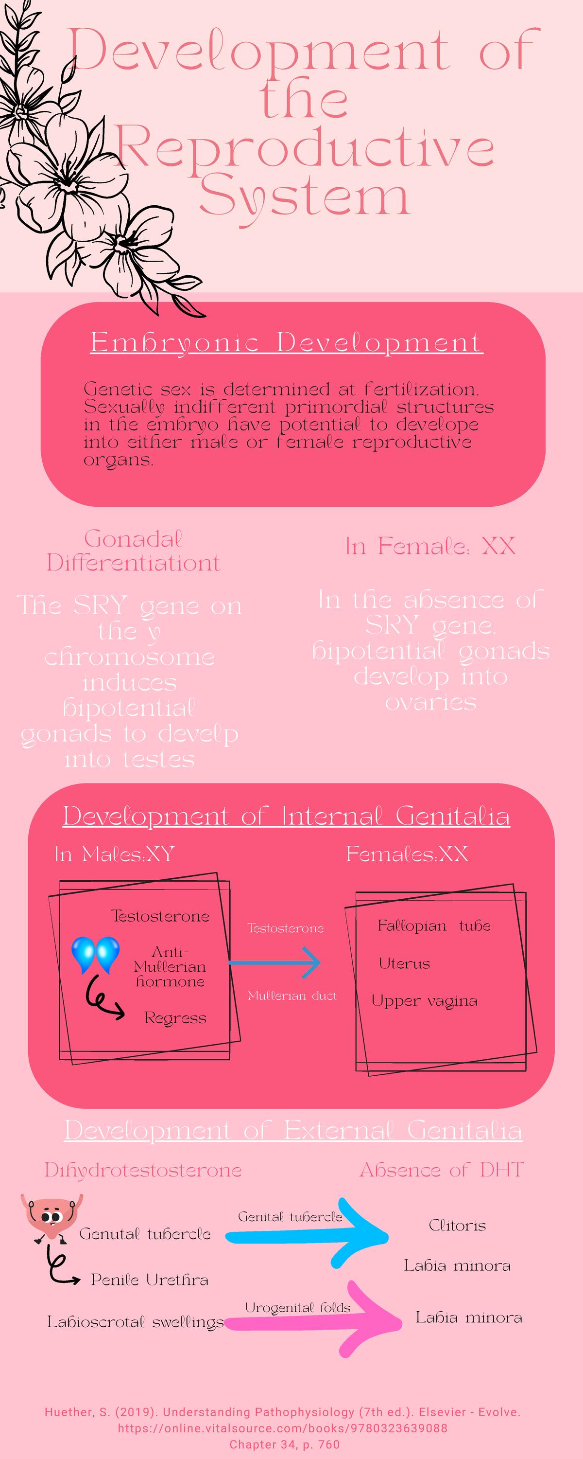 Development of the Reproductive System: Embryonic & Genetic Factors ...