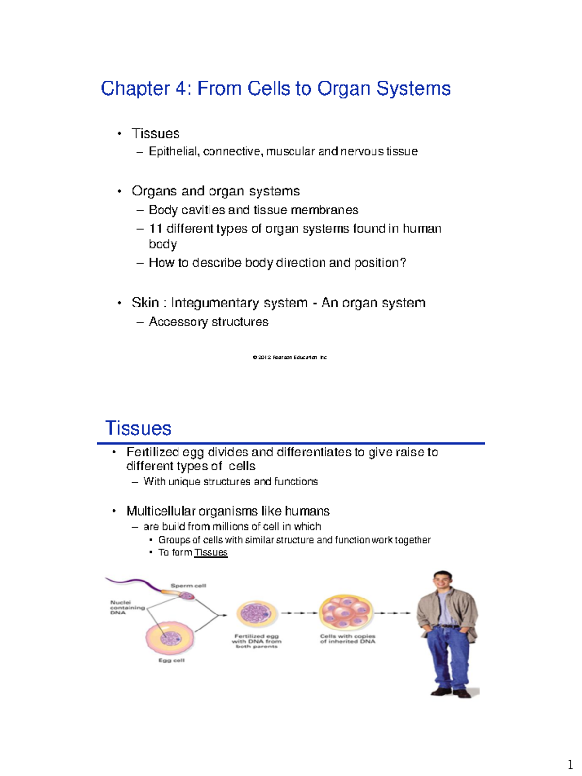 Chapter 4: From Cells to Organ Systems - Tissues & Organ Systems (BIOL ...