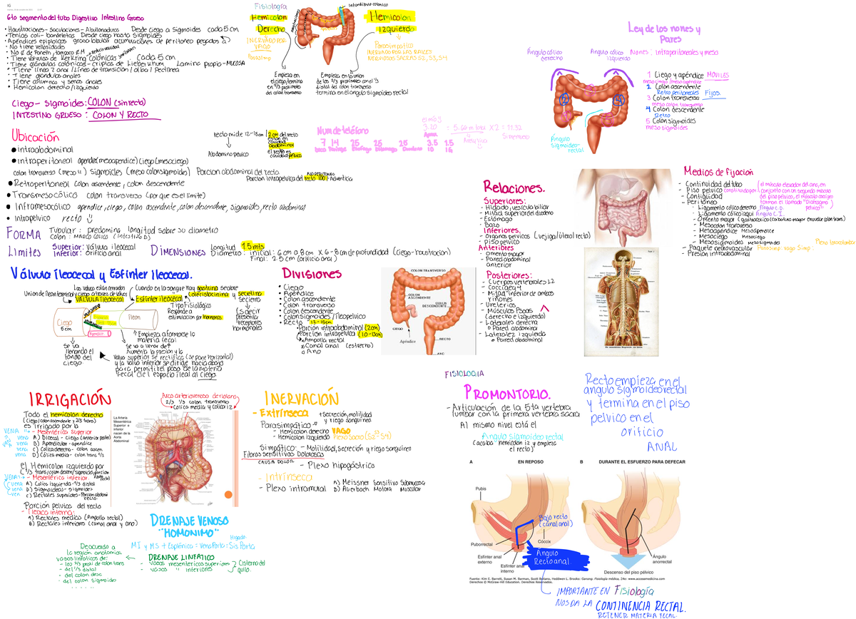 IG - Anatomía de intestino grueso repaso - IG Fisiologia infondibula ...