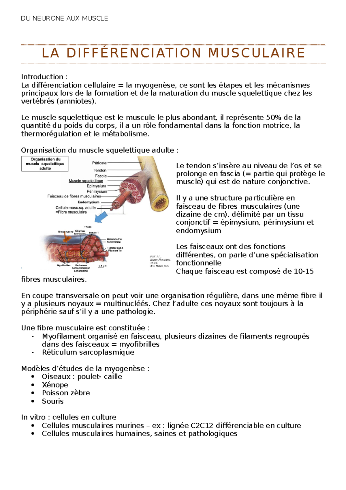 Différenciation cellulaire et myogenèse chez les vertébrés: Concepts ...