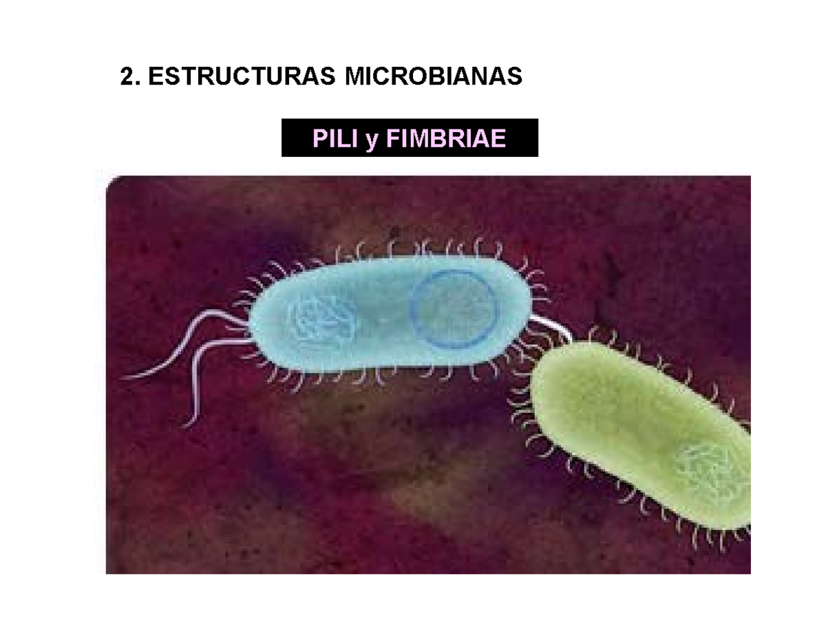 Material de Estudio sobre Pili y Fimbrias Bacterianas - Microbiología ...