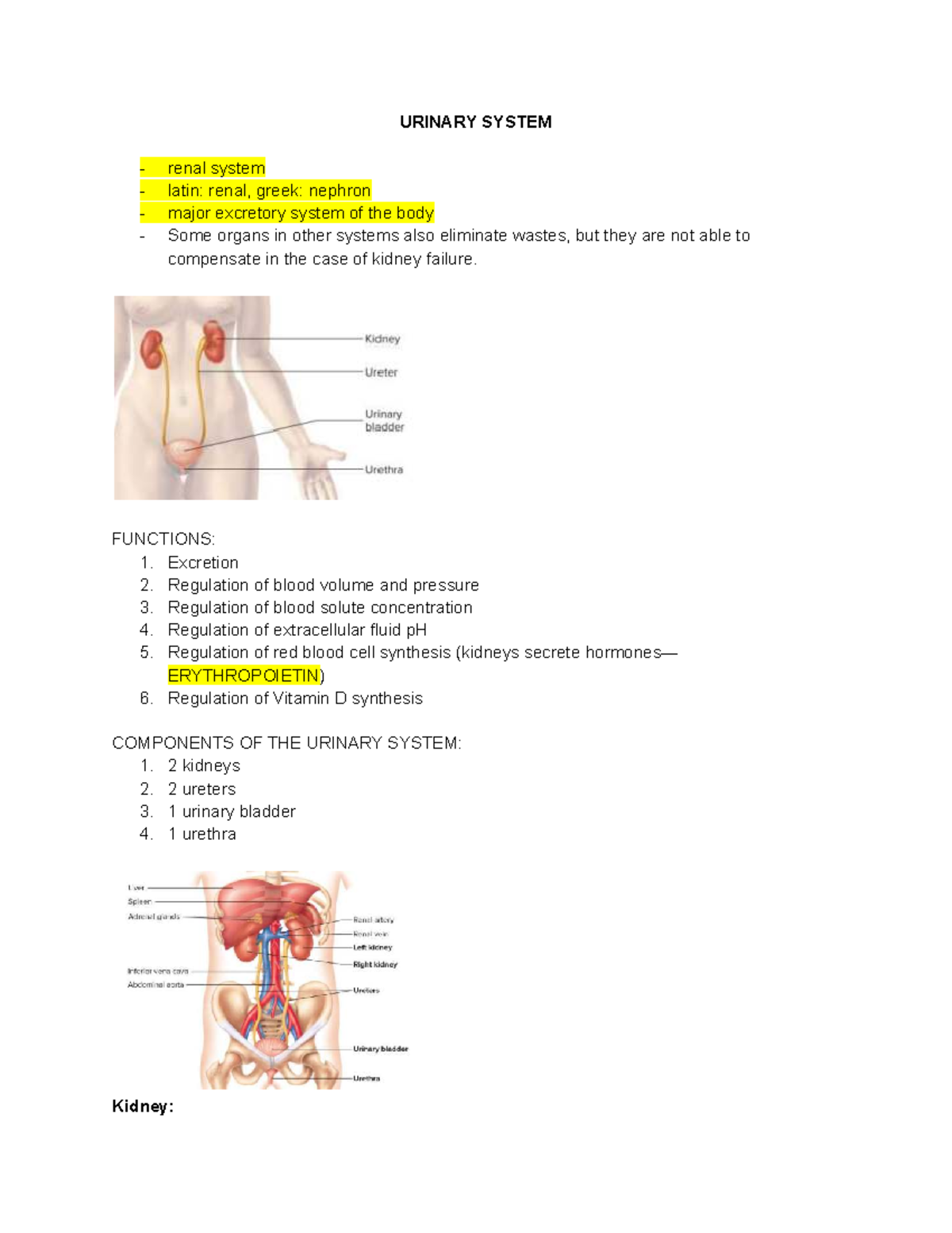 URINARY SYSTEM (BIO 101): Functions, Components, and Regulation - Studocu
