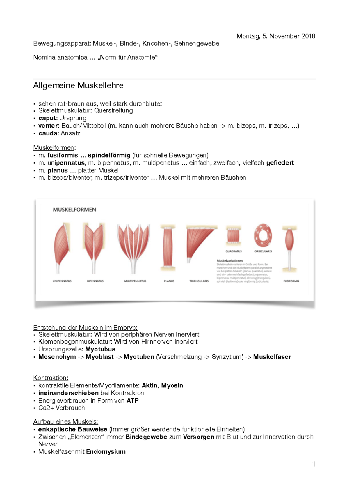Anatomie Skriptum: Knochen, Gelenke und Muskeln - Kursanleitung - Studocu