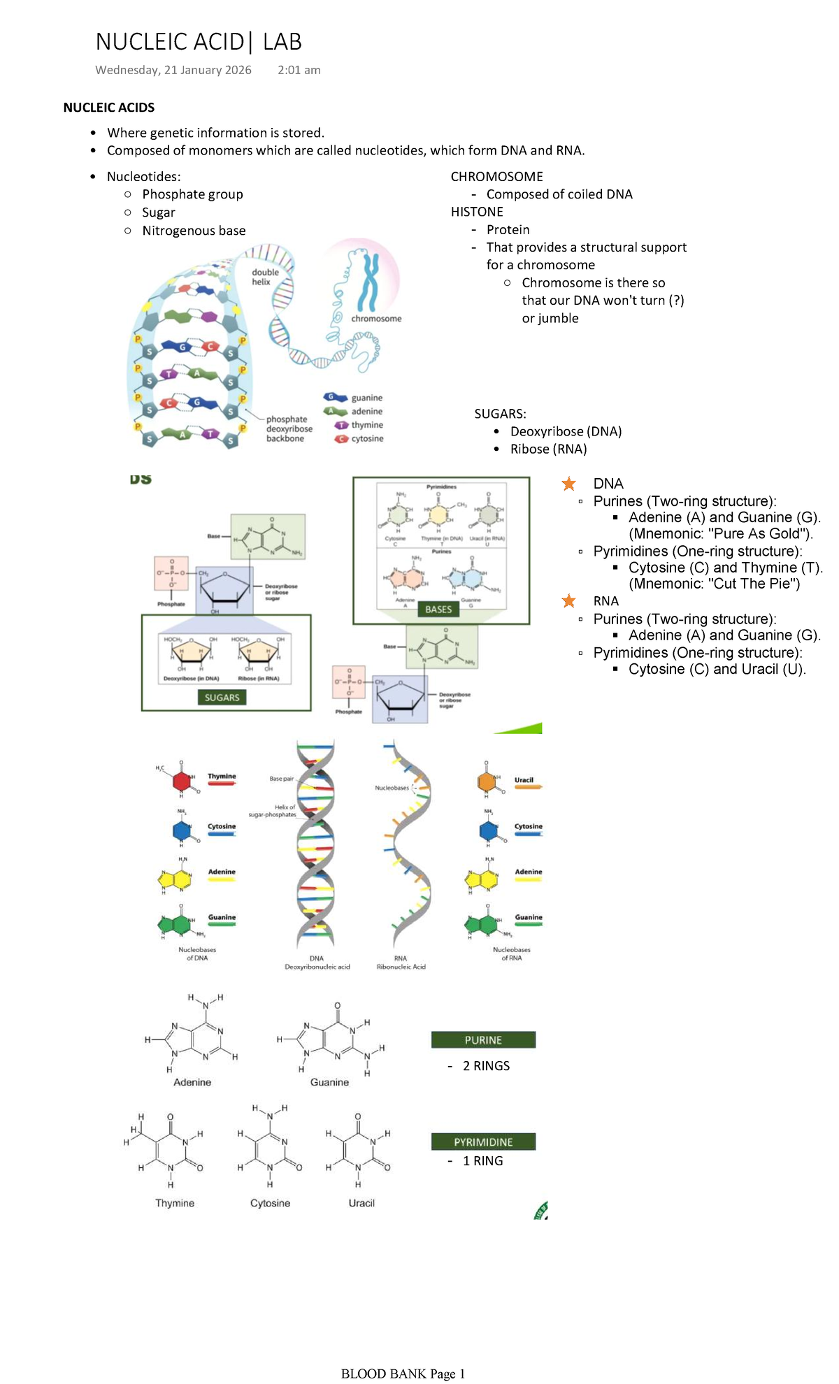 NUCLEIC ACID LAB: Understanding DNA, RNA, and Mutations - Studocu
