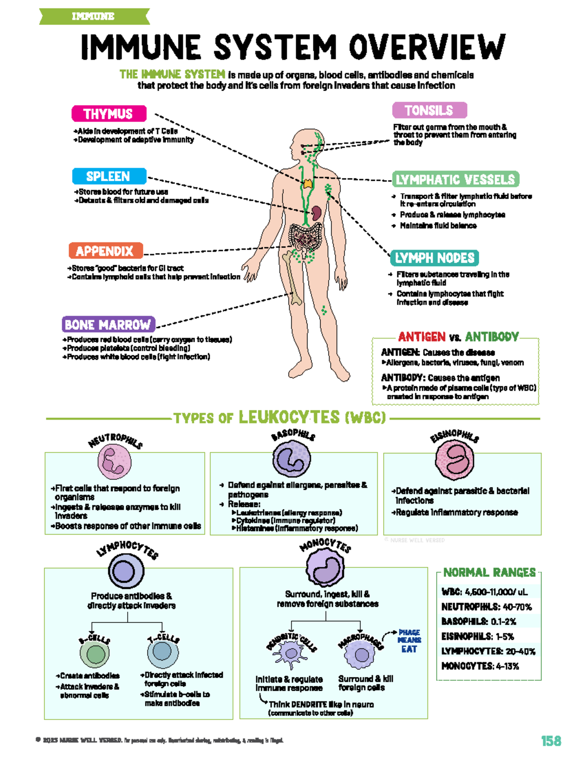 Immune and Oncology Printables - IMMUNE IMMUNE SYSTEM OVERVIEW THE ...