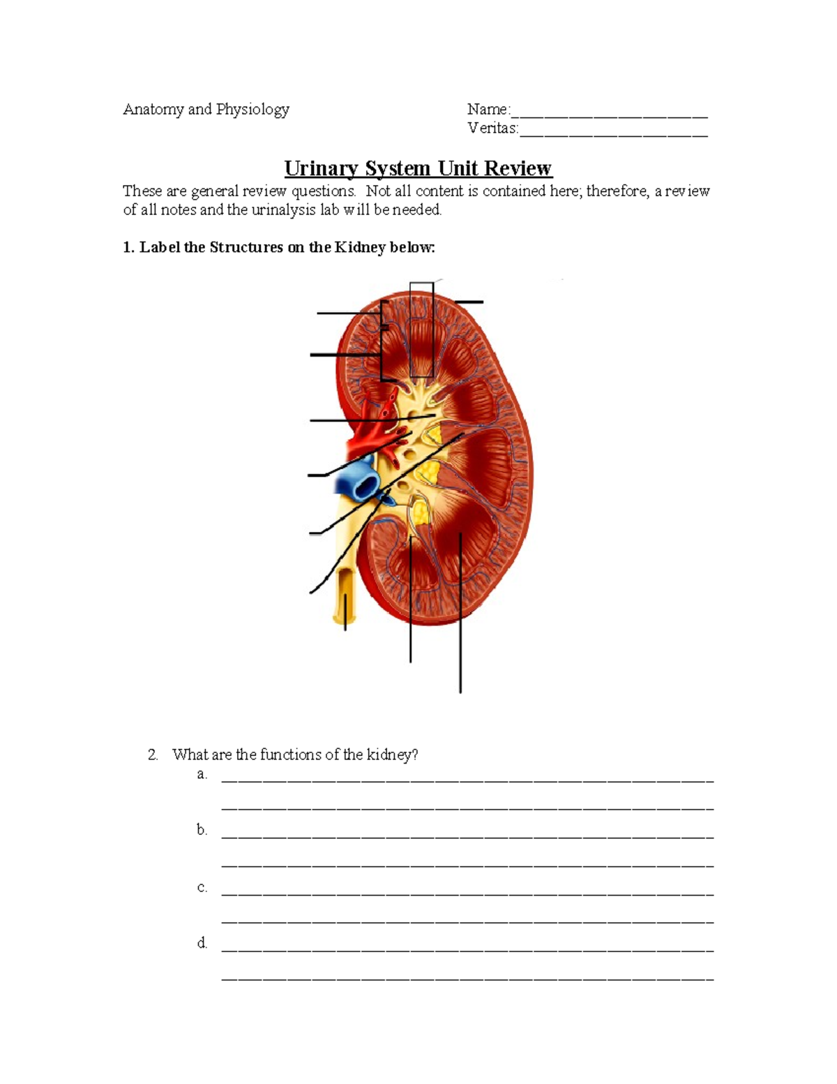09 Anatomy & Physiology: Urinary System Unit Review Guide - Studocu