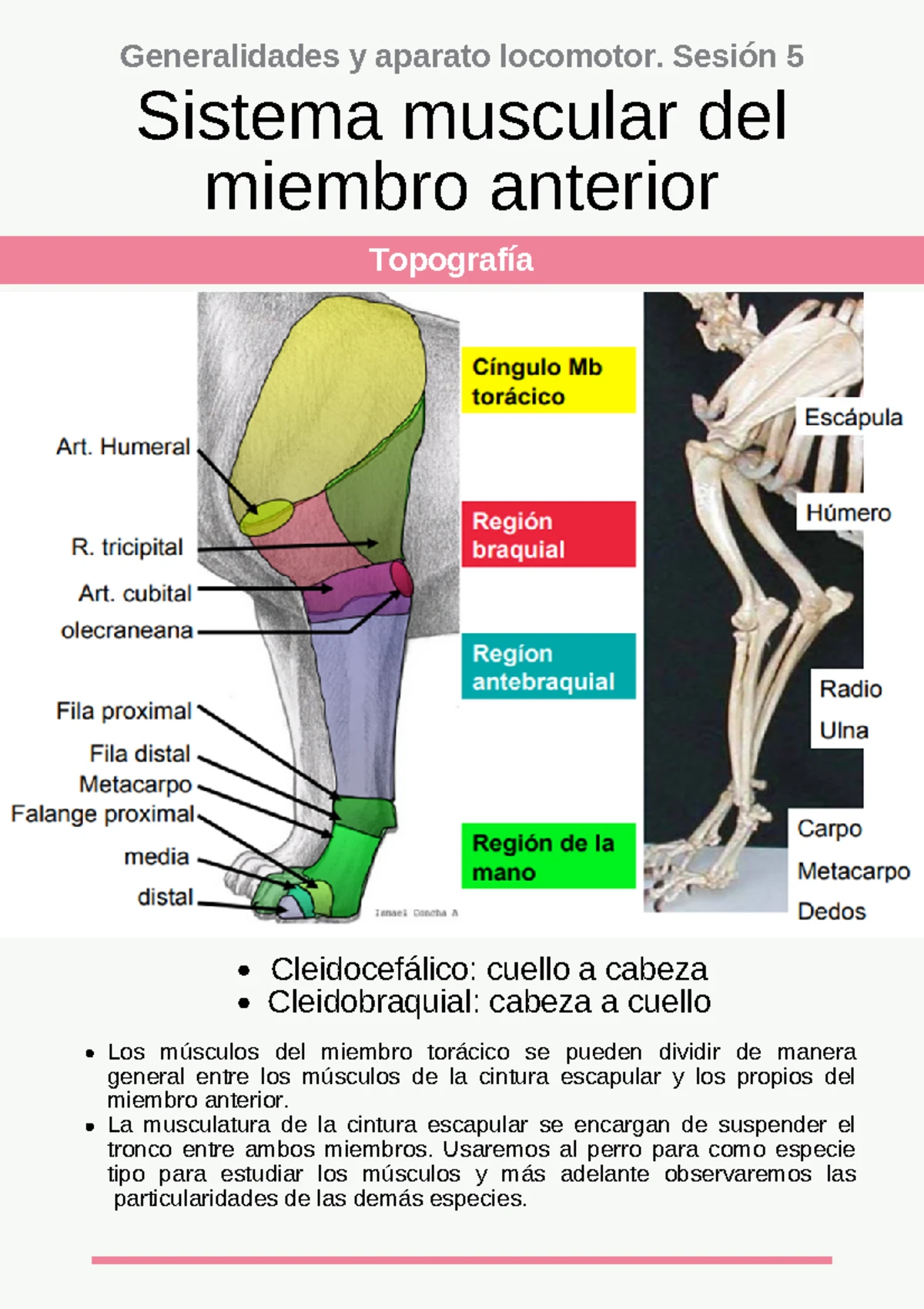 Diagrama De Anatomía Muscular Del Perro