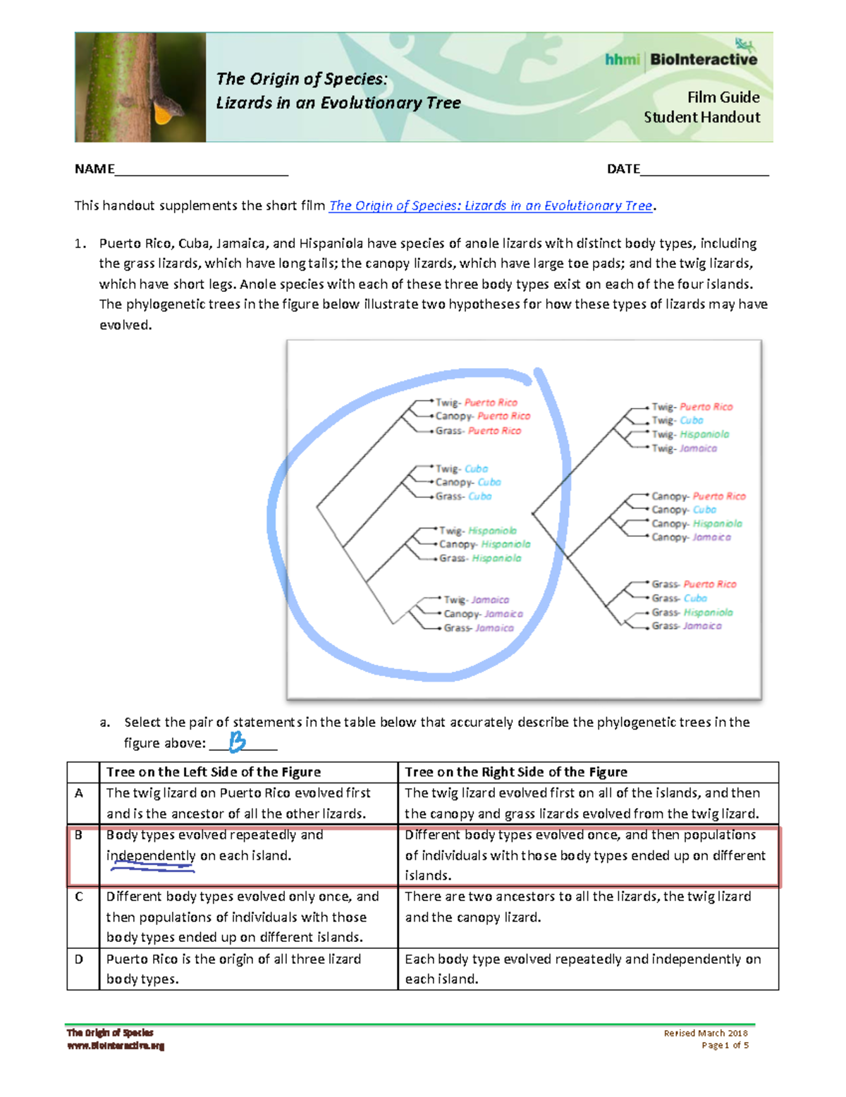 Lizards Evo Tree: Student Handout for The Origin of Species Film - Studocu