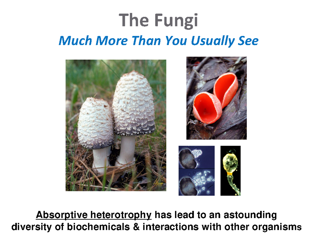 Fungal Diversity and Interactions: Key Groups in Mycology (BIOL 305 ...