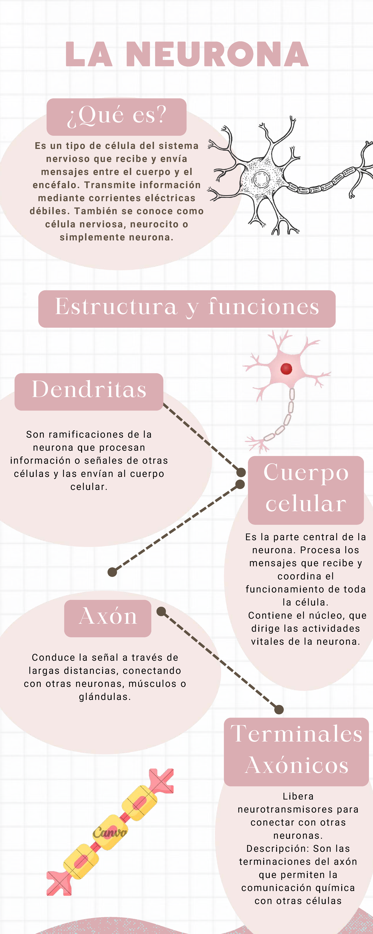 La Neurona: Estructura y Funciones del Sistema Nervioso - Studocu