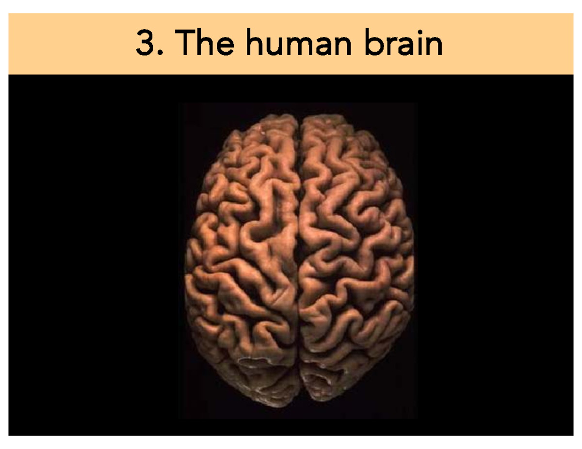 Human Brain Insights: Structure, Function, and Modularity (Psych1_03 ...