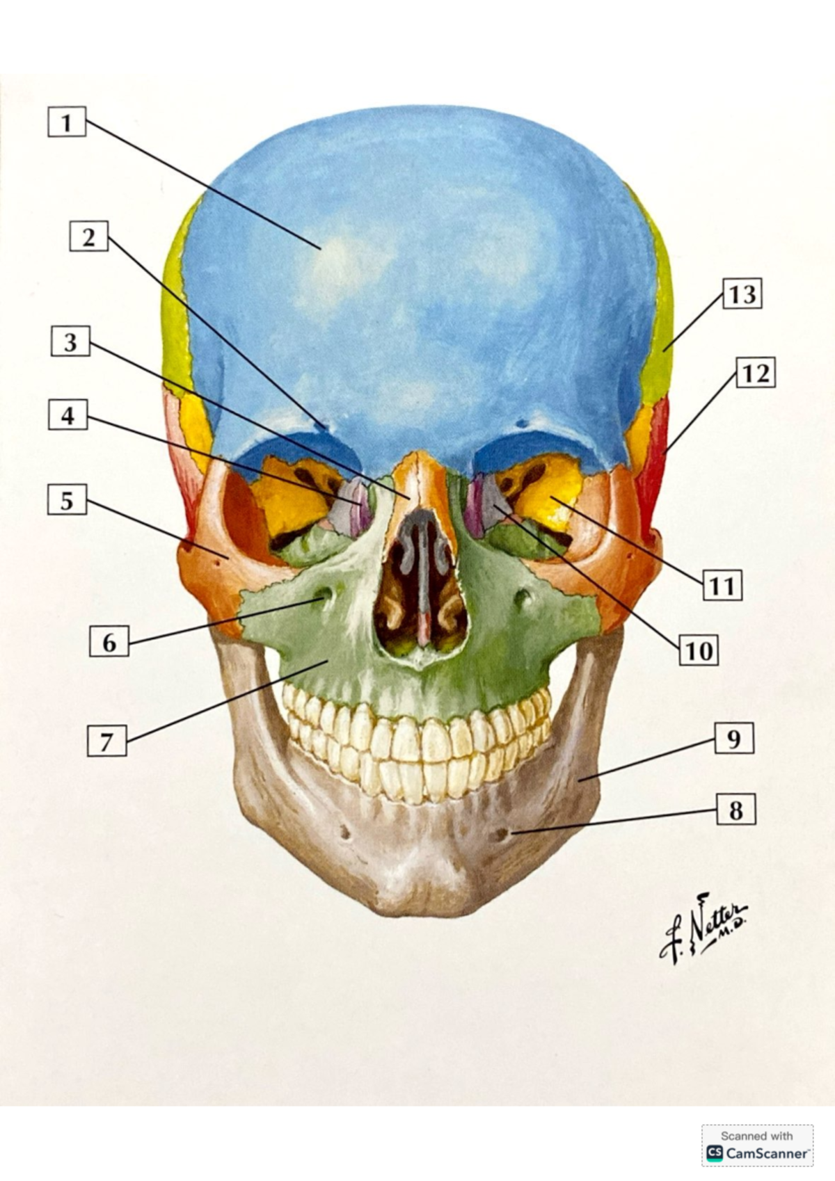Flashcards de Netter: Huesos de la Cara y Mandíbula - Estudio FNV - Studocu